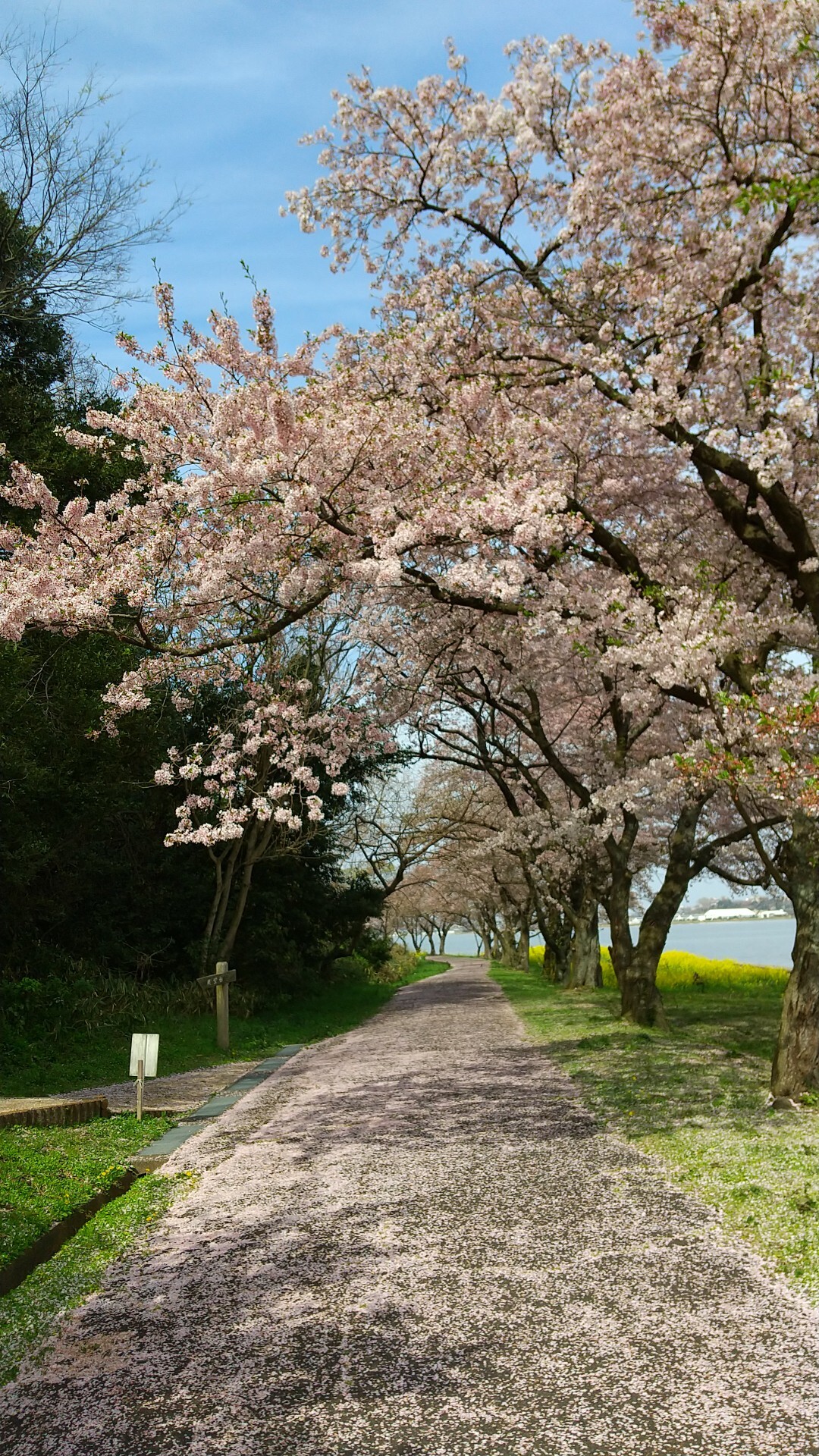 多種類の🌸🌸🌸 が見える青島を 散... / jujuさんのモーメント | YAMAP / ヤマップ