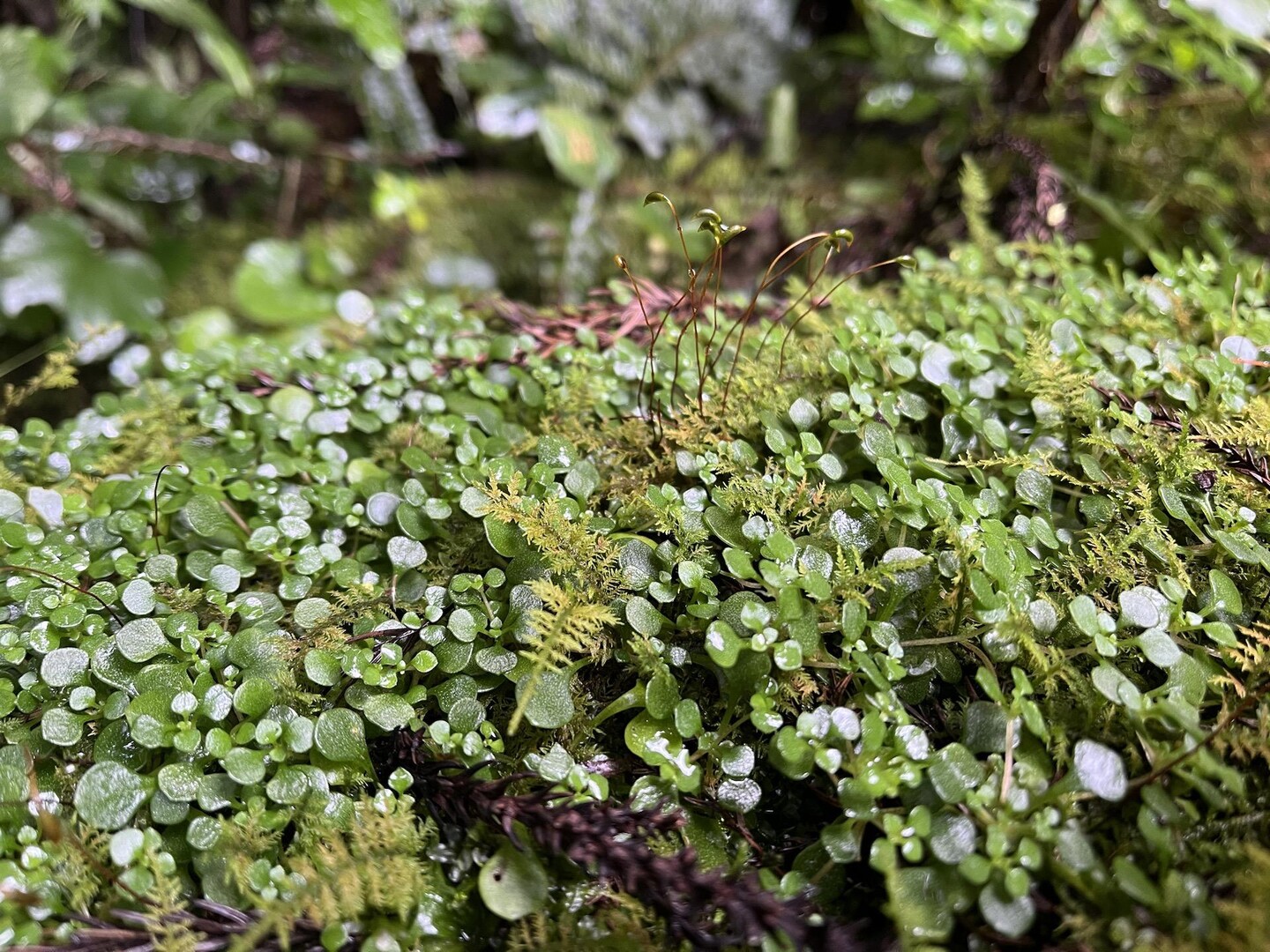 雨上がりの苔。 雨が降って、雨が止んで、... / hi!romiᨒ𓀥さんのモーメント | YAMAP / ヤマップ