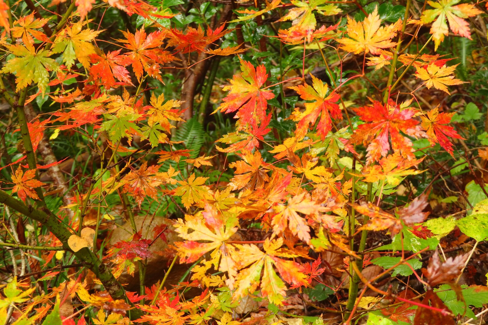 尖山-2024-11-19本道m-本道s / Tona.Yamahasi.E.Sanpoさんの尖山の活動データ | YAMAP / ヤマップ