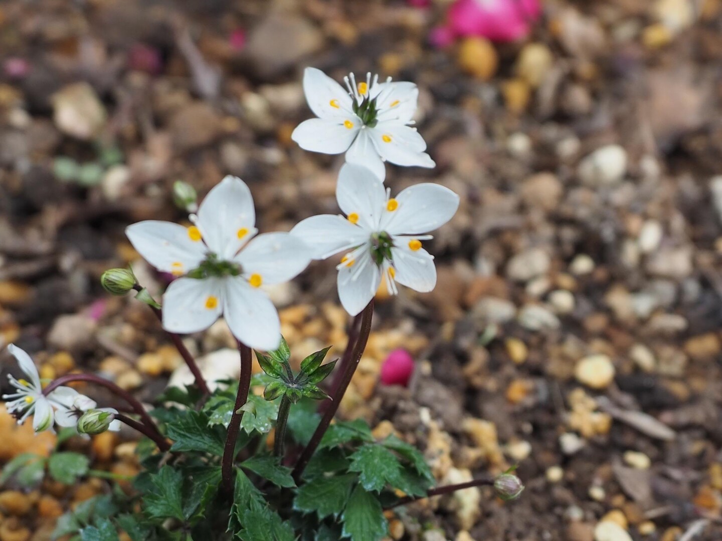白野江植物公園に初めて行ってみた。片道 ... / 真ちゃんJI-JIさんのモーメント | YAMAP / ヤマップ