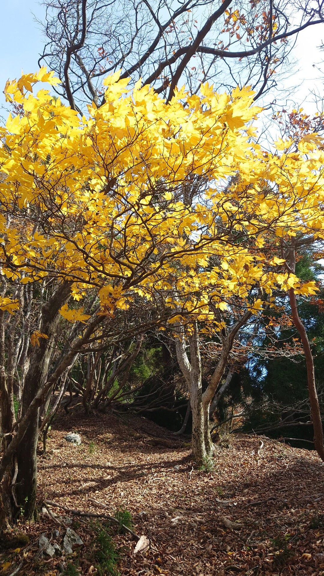 御殿山・武奈ヶ岳・釣瓶岳＋ロード約6km / USKさんの比良山地・武奈ヶ岳・釈迦岳の活動データ | YAMAP / ヤマップ