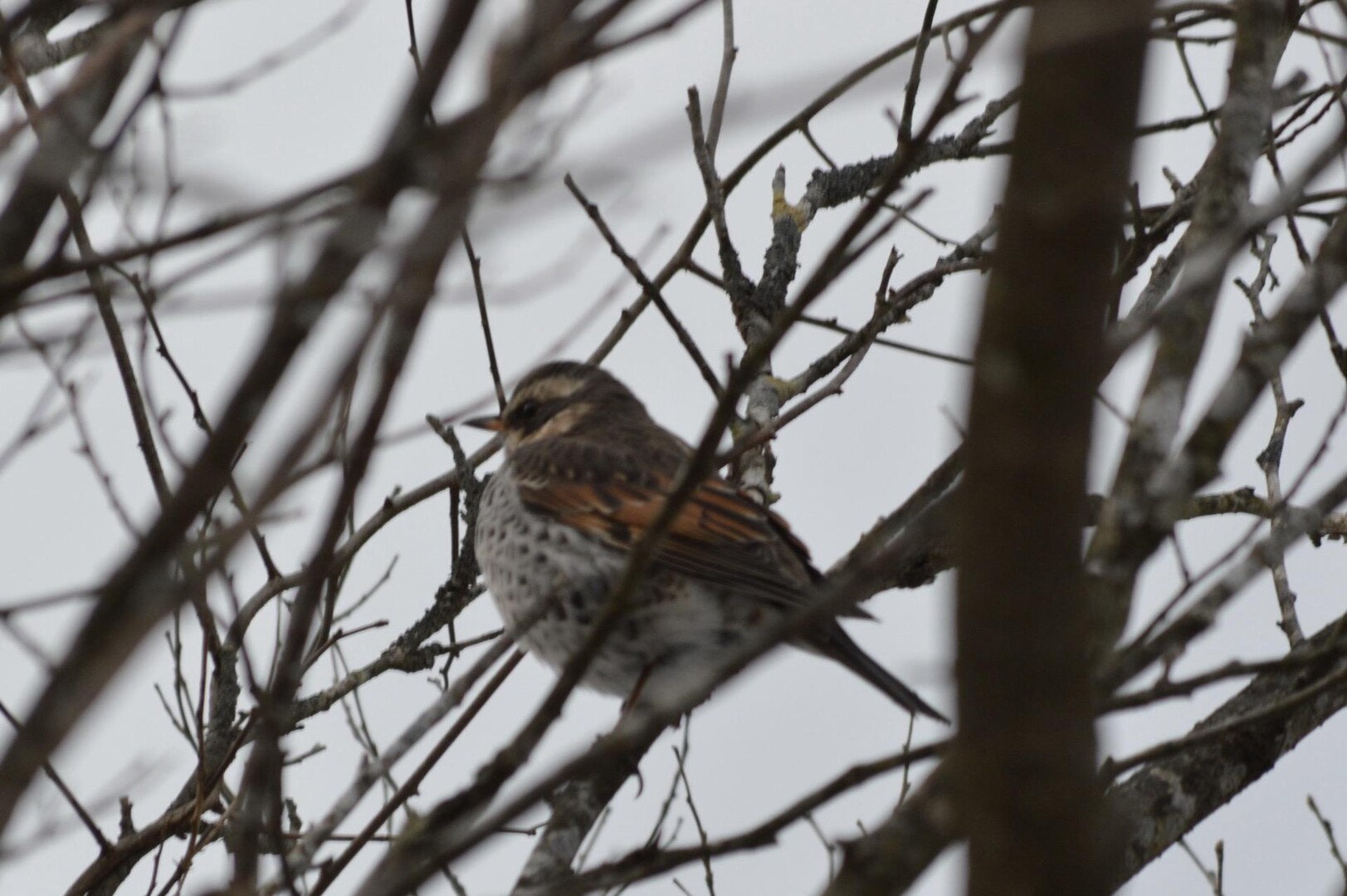 鳥活① 最近野鳥が気になり出しまして… ... / kenjiさんのモーメント | YAMAP / ヤマップ