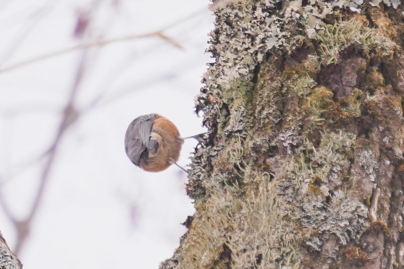 鳥活への誘い / - ̗̀ ☺︎ ̖́-Sen_sun- ̗̀ ☺︎ ̖́-さんの臥龍山（刈尾山）・掛頭山の活動データ | YAMAP / ヤマップ