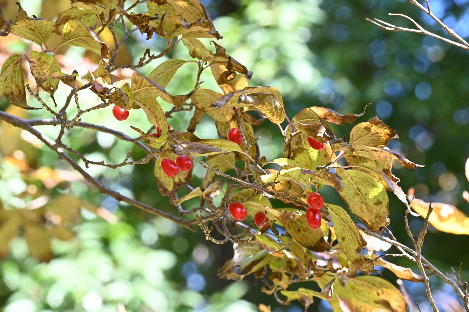 ひよどり山 / TAKKUNさんの八王子市の活動データ | YAMAP / ヤマップ