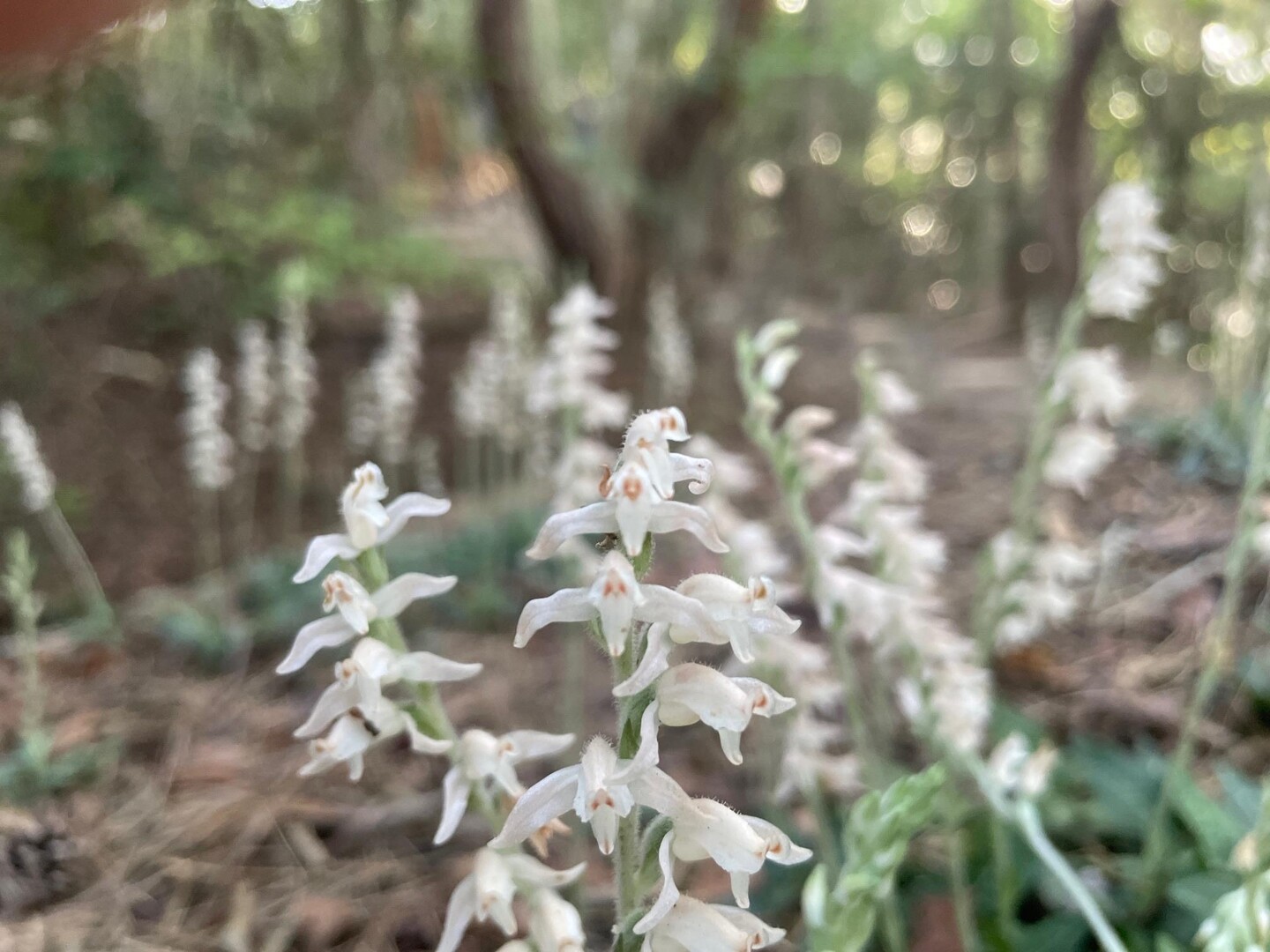 元岩巣山・岩巣山 / kato8686さんの岩巣山・三国山・折平山の活動データ | YAMAP / ヤマップ
