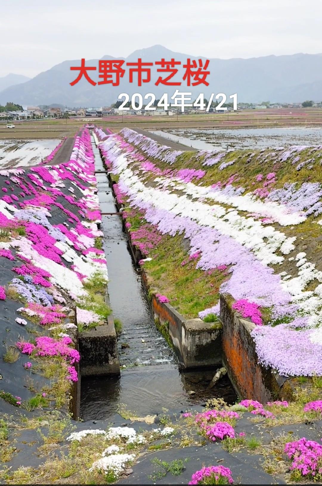 大野の芝桜4/21 https://ww... / コウちゃんさんのモーメント | YAMAP / ヤマップ