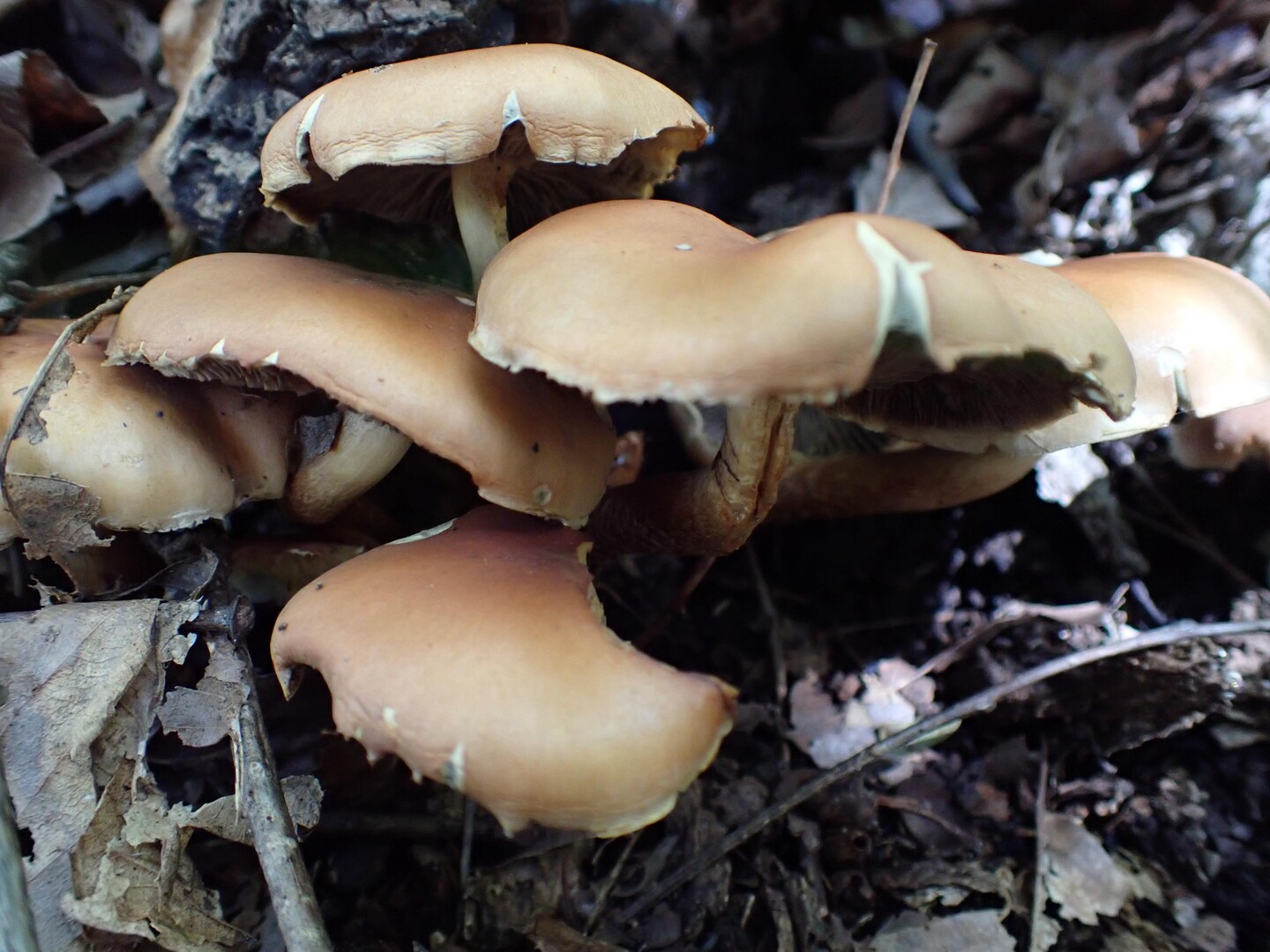 懲りもせずキノコ狩りに出かけました。9... / yudoburiさんのモーメント | YAMAP / ヤマップ