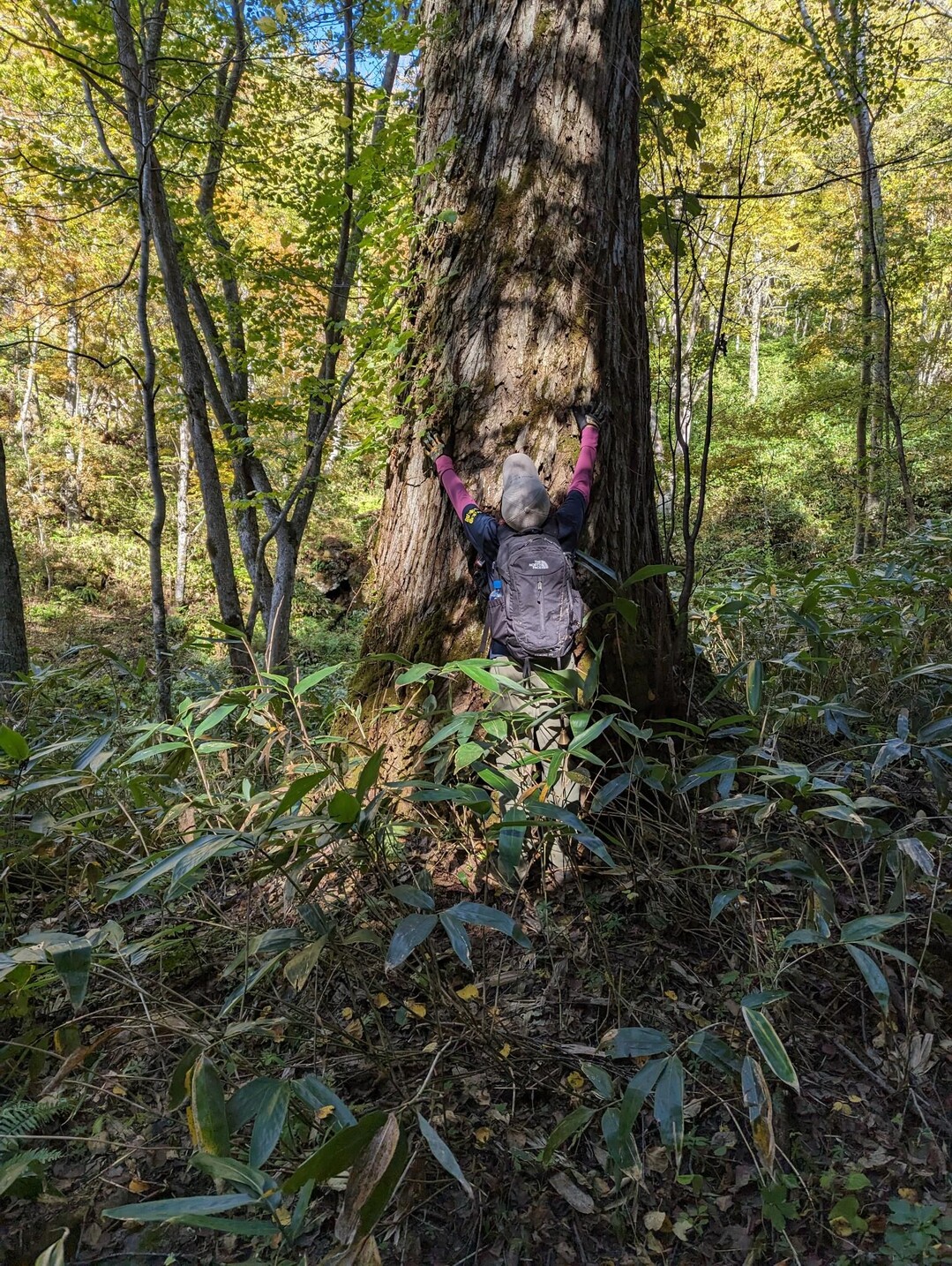 hdl(🌻はるはる🌻)のページ | YAMAP / ヤマップ