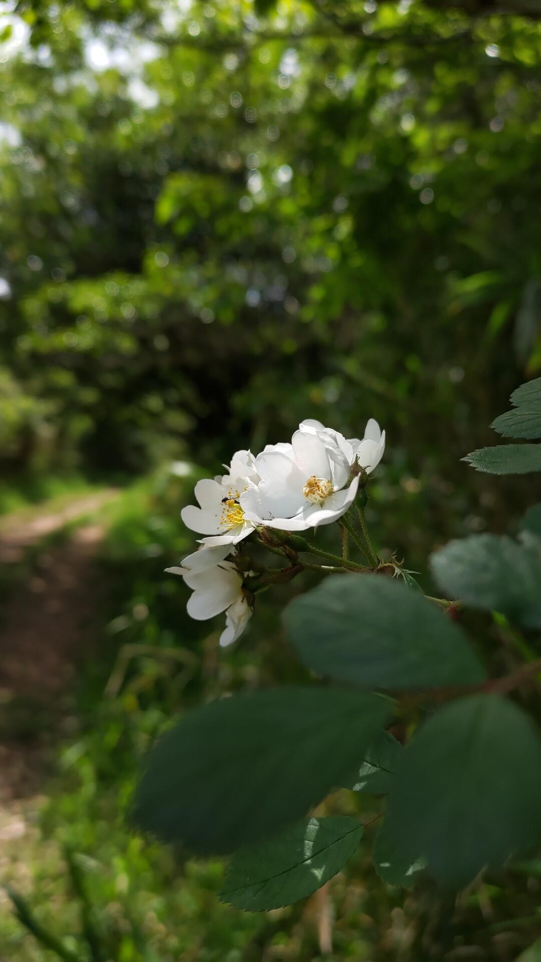 関の山・金石山・大山 / anto SSさんの関の山の活動データ | YAMAP / ヤマップ