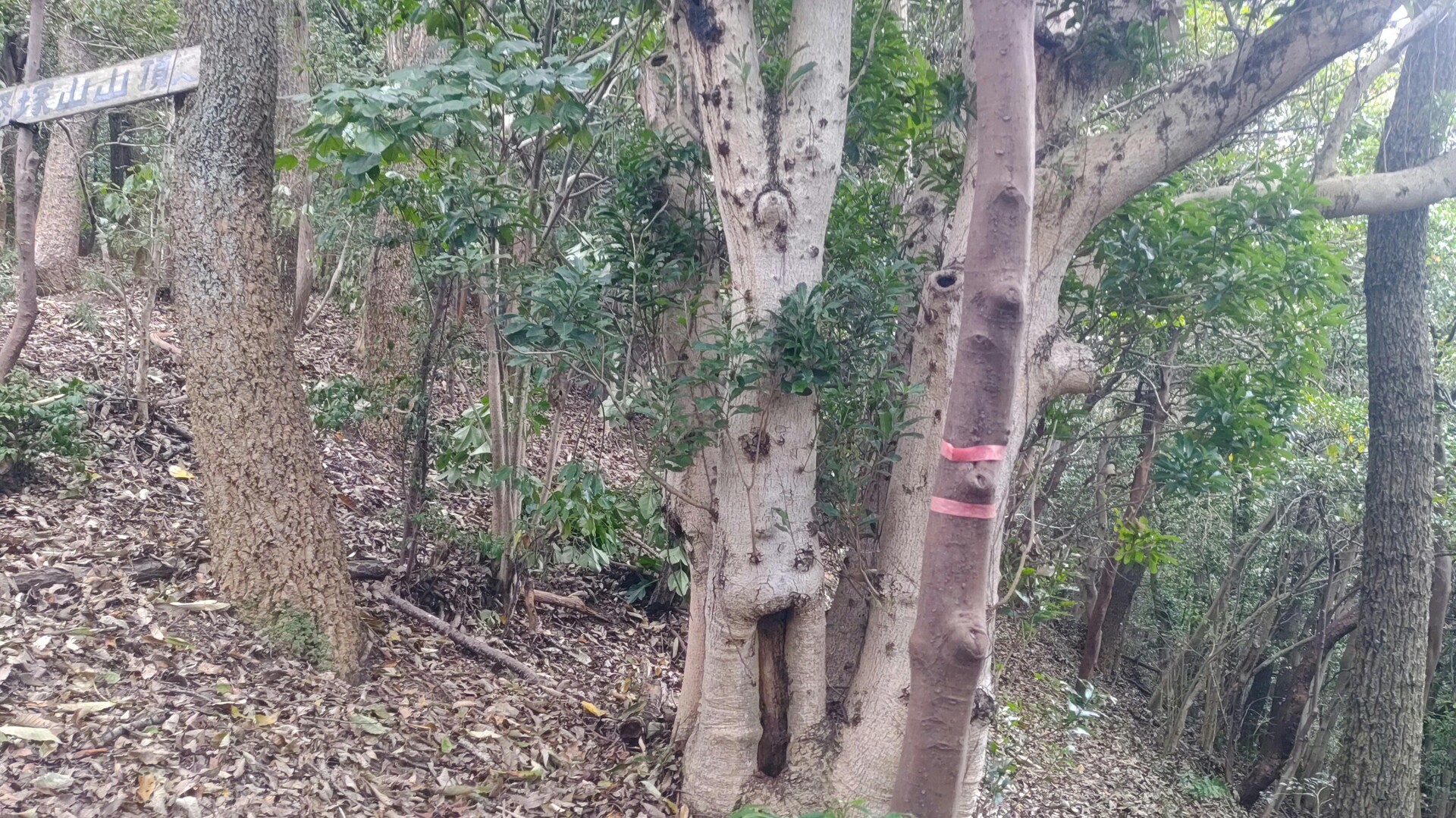 道間違えで大量ひっつき虫！ / maryさんの金甲山・怒塚山・十禅寺山の活動データ | YAMAP / ヤマップ