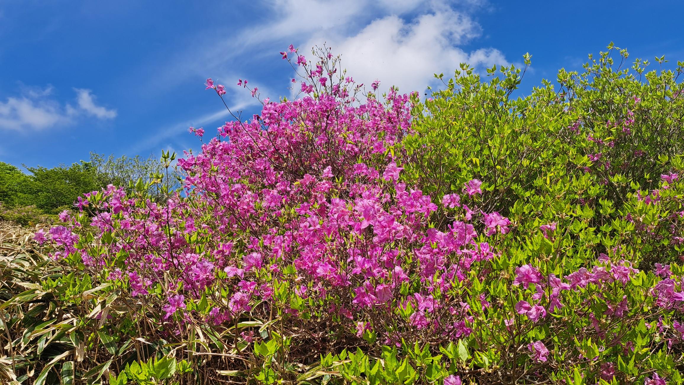 井原山のコバノミツバツツジ / katu3さんの雷山・井原山の活動データ | YAMAP / ヤマップ