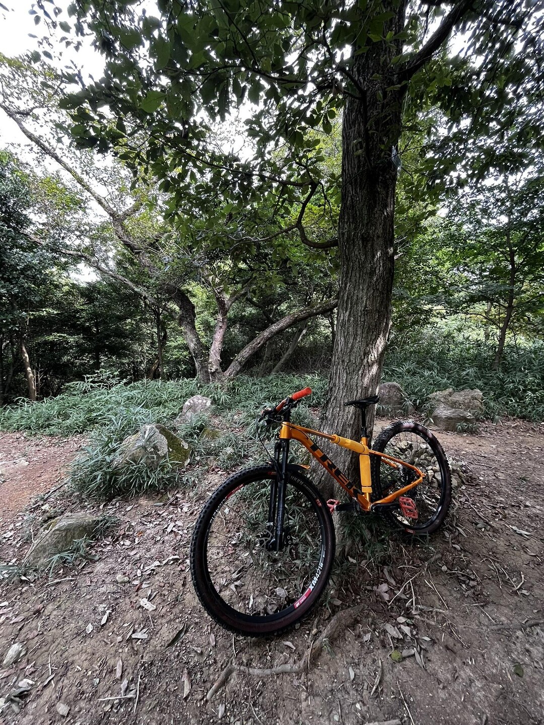 金鳥山・七兵衛山・打越山・十文字山 / chitoさんの六甲山・長峰山・摩耶山の活動データ | YAMAP / ヤマップ