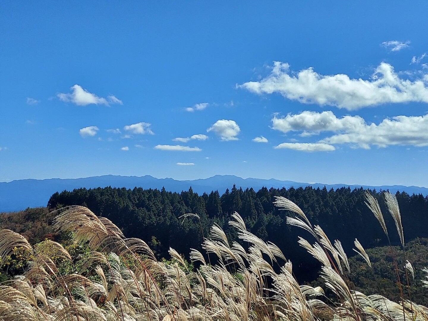 大和葛城山 / ree-koさんの金剛山・二上山・大和葛城山の活動データ | YAMAP / ヤマップ