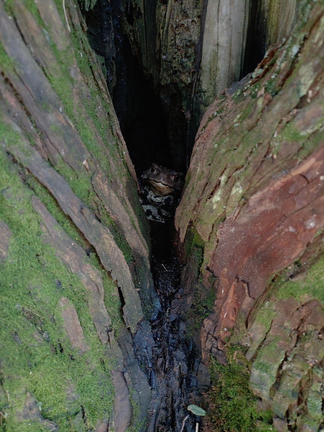 13時51分小文殊ナウ😁お披露目宜しく... / HIRO 2020さんのモーメント | YAMAP / ヤマップ