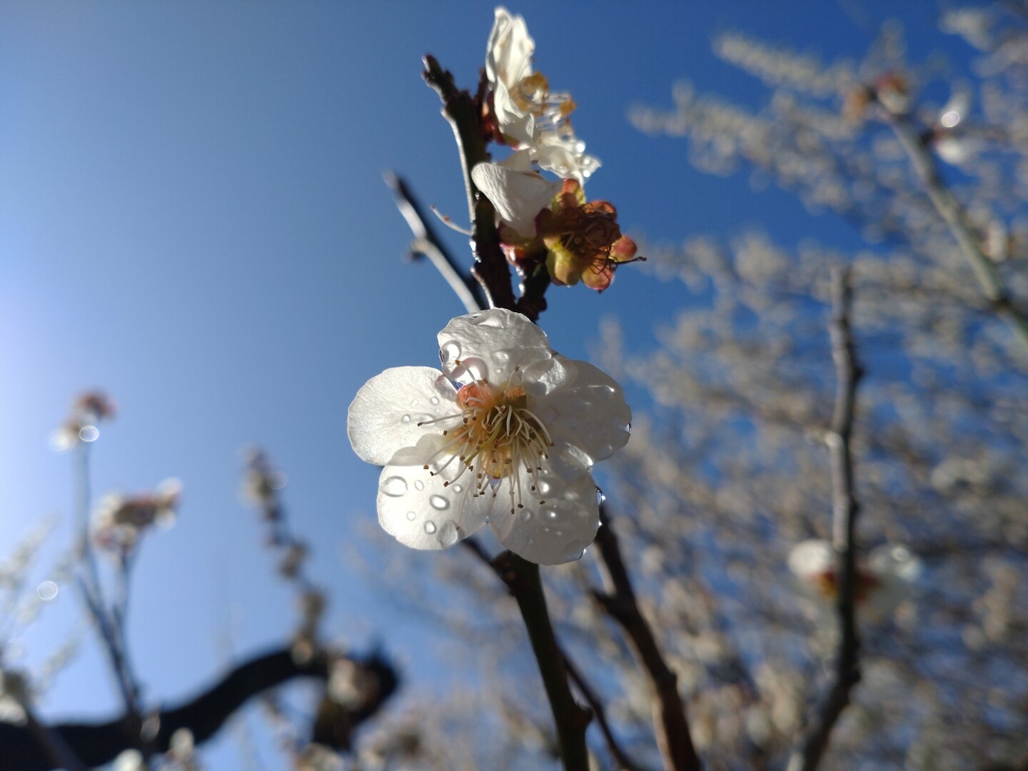 越生梅林に母と行ってきました🤗 昨日の... / moneさんのモーメント | YAMAP / ヤマップ