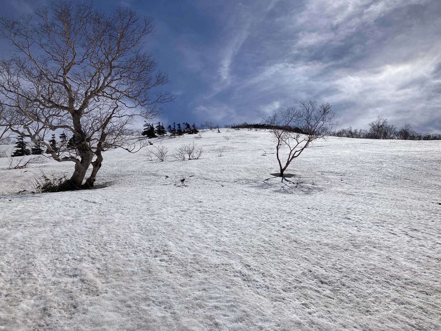 犬倉山北斜面 / chanmikiさんの岩手山・黒倉山・鞍掛山の活動データ | YAMAP / ヤマップ