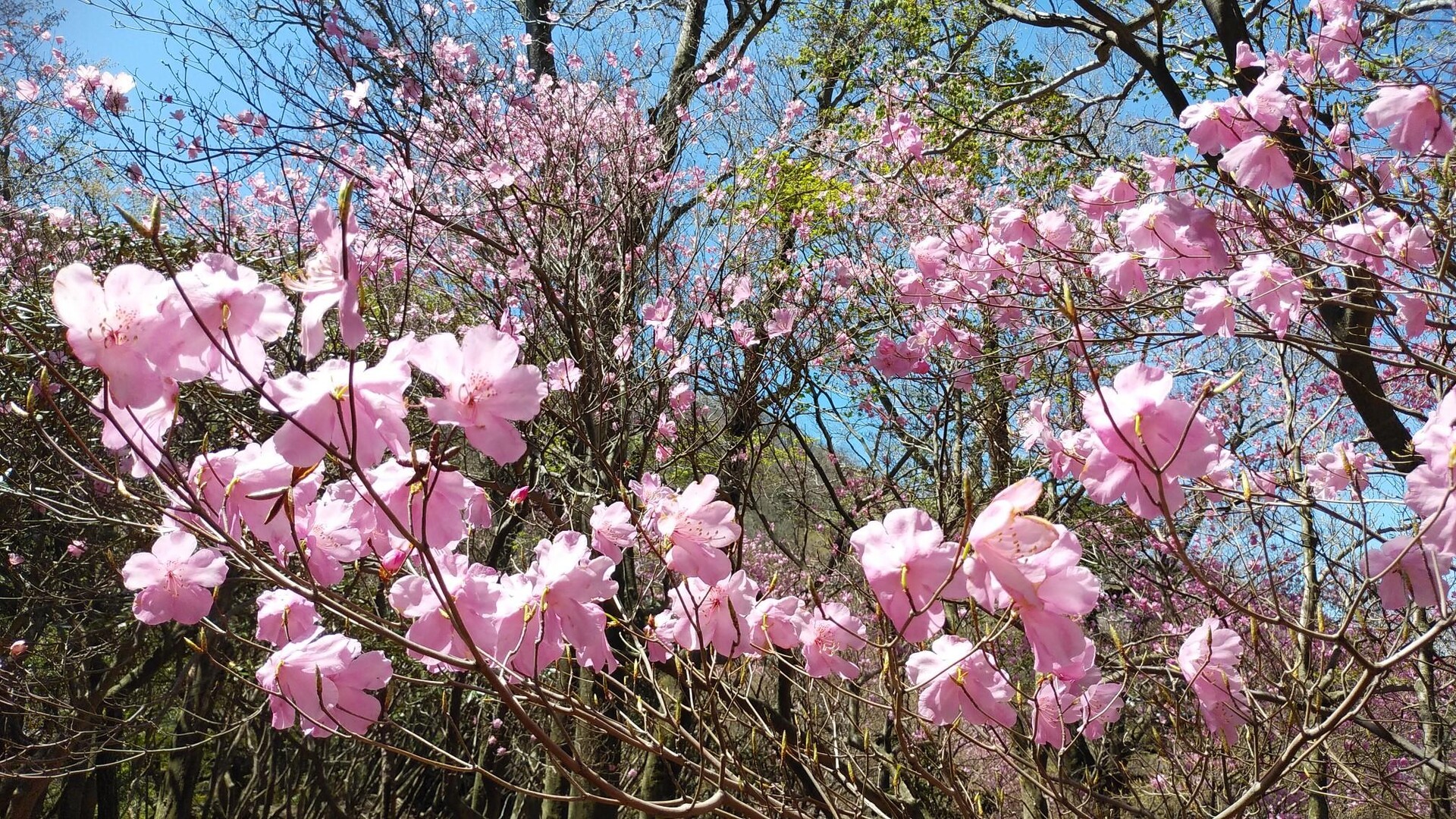 💠花盛りの祖母山🌼 / TOMOさんの祖母山の活動データ | YAMAP / ヤマップ