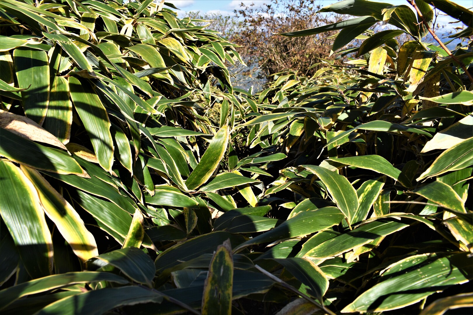 ピエール・HOSHIさんの投稿したフィールドメモ | YAMAP / ヤマップ