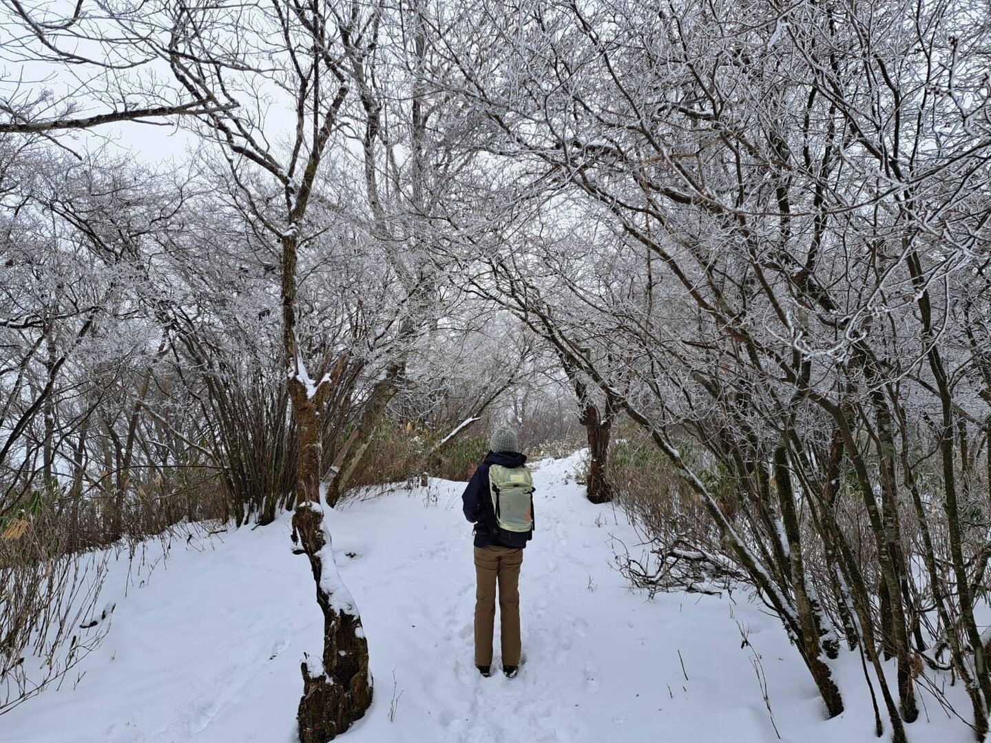 茶臼山 / kaorinさんの茶臼山・萩太郎山の活動日記 | YAMAP / ヤマップ