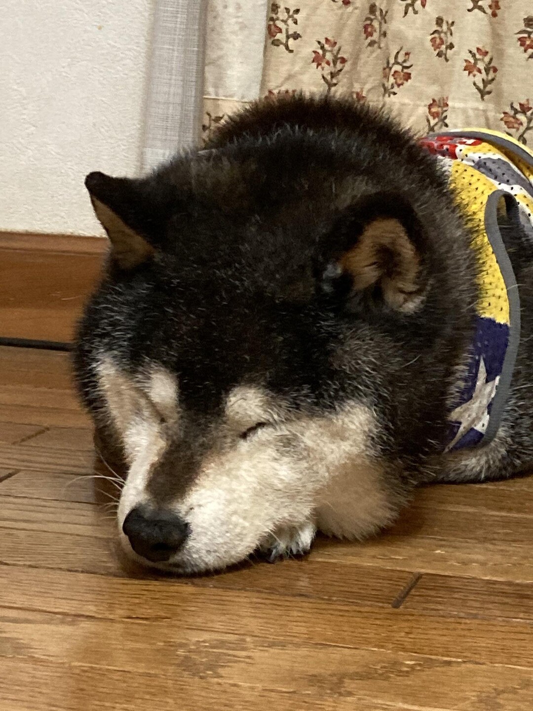 おうちの同級生。お疲れさまです。 / おいちゃんさんのモーメント | YAMAP / ヤマップ