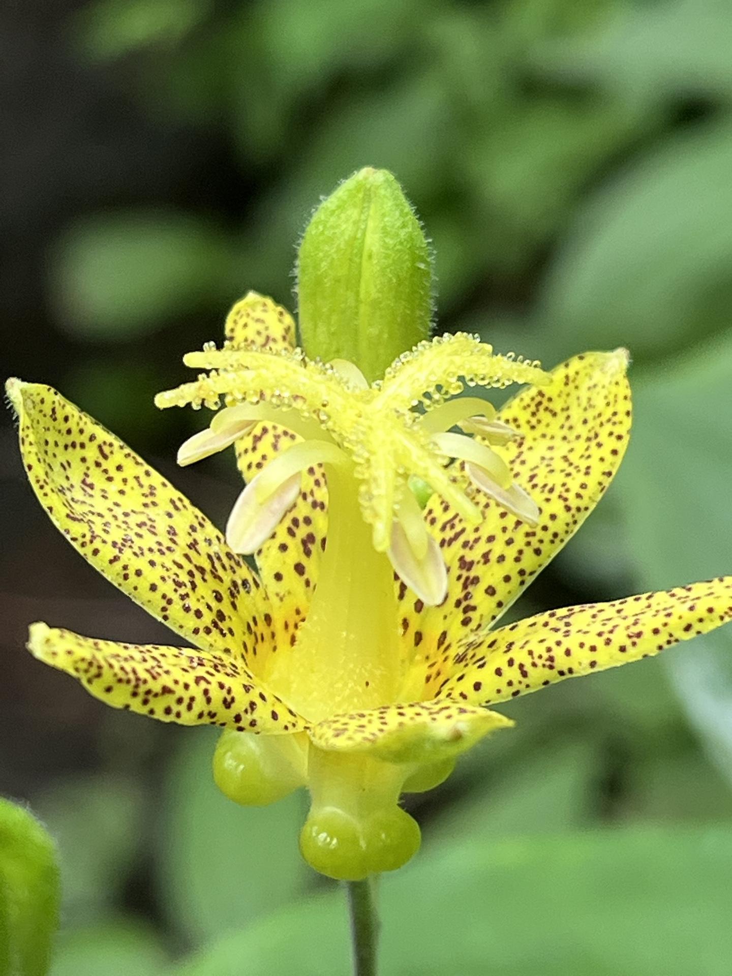 鞍掛山 / hanさんの岩手山・黒倉山・鞍掛山の活動データ | YAMAP / ヤマップ