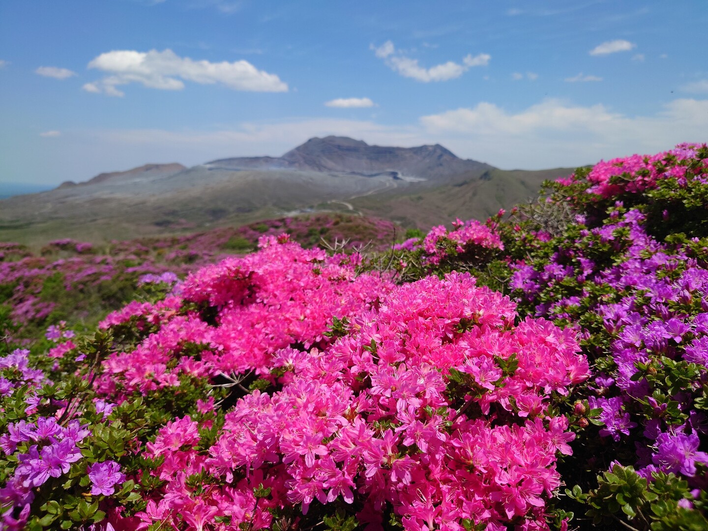満開のミヤマキリシマ🌺と雄大な阿蘇に感激\(^o^)／ / SHIROさんの阿蘇山・高岳・根子岳の活動データ | YAMAP / ヤマップ