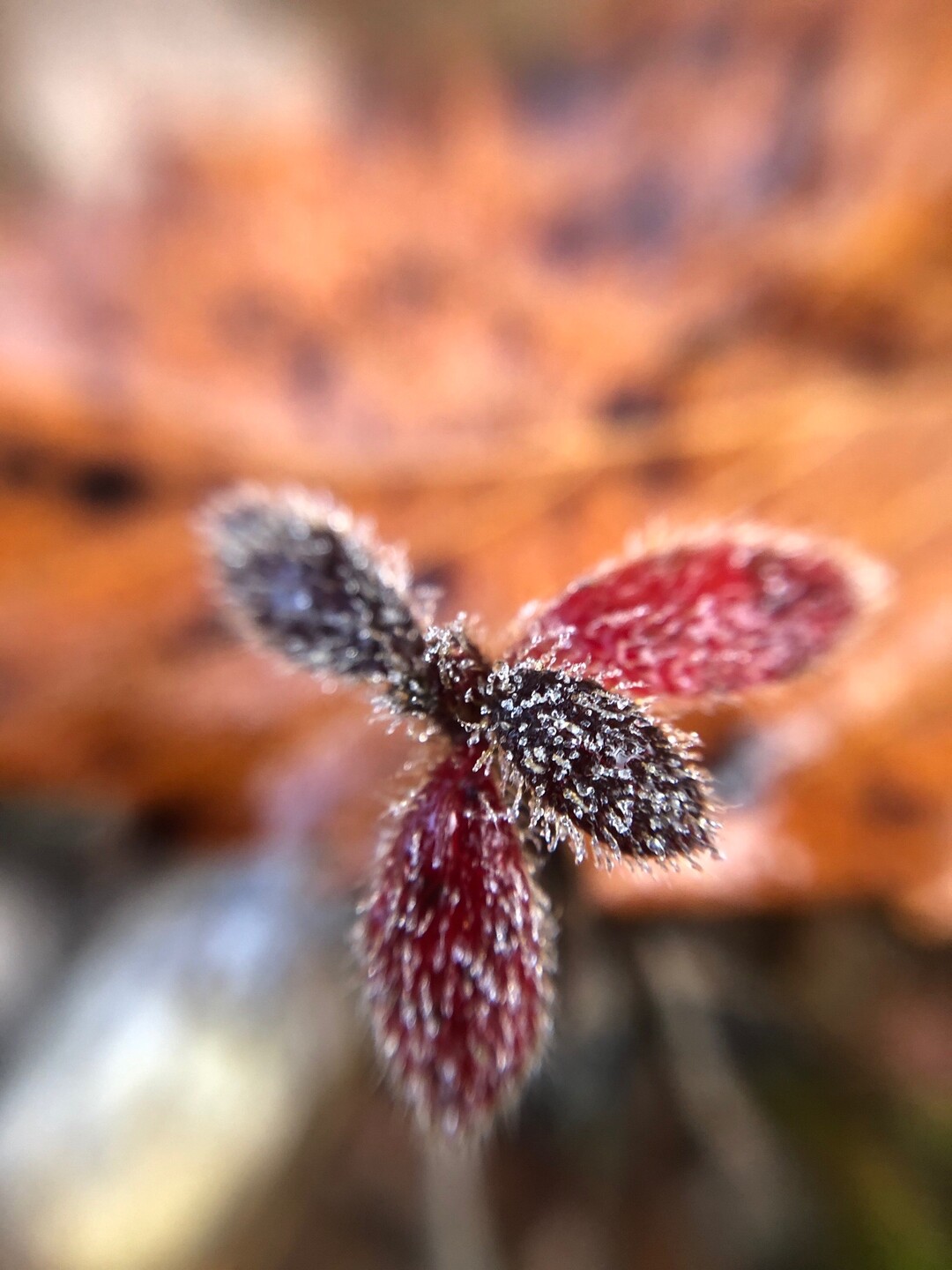 2022年 初ドド😊 / ei._.chanさんのモーメント | YAMAP / ヤマップ