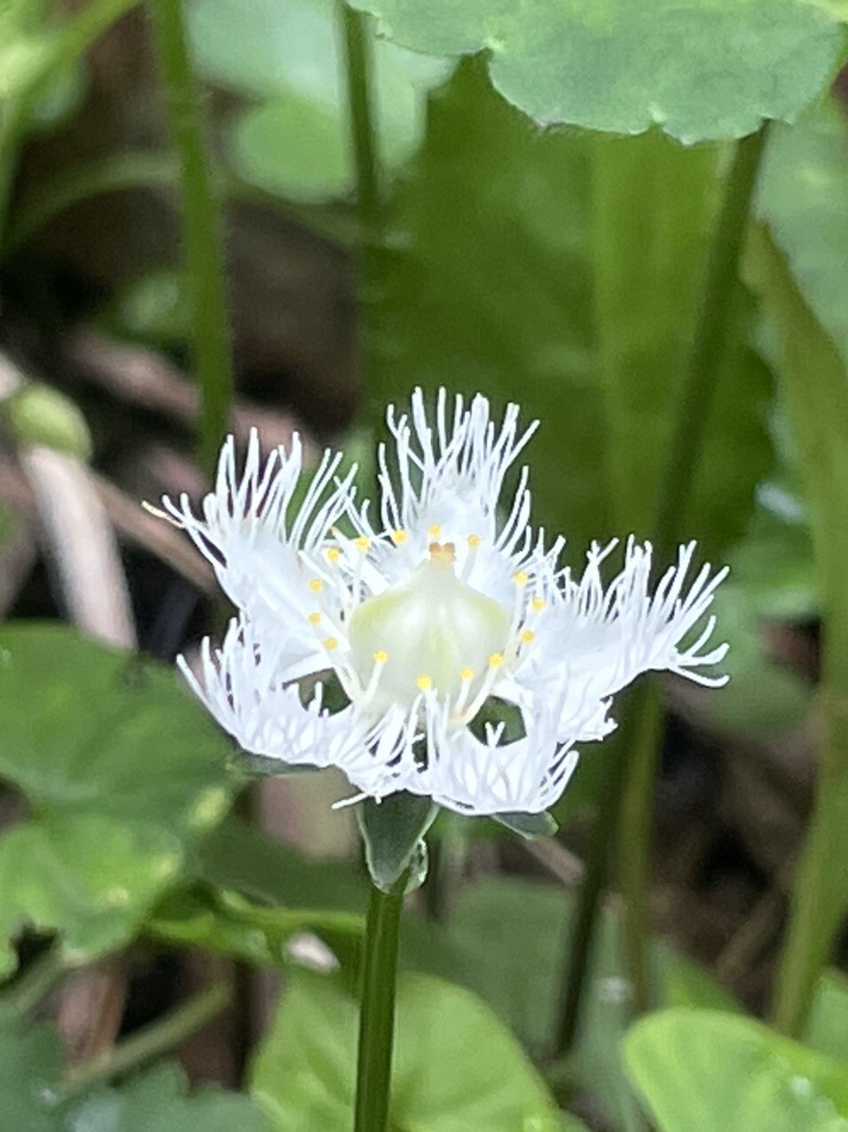 2021.09.12(日) 04:36 / あゆたろうさんのモーメント | YAMAP / ヤマップ