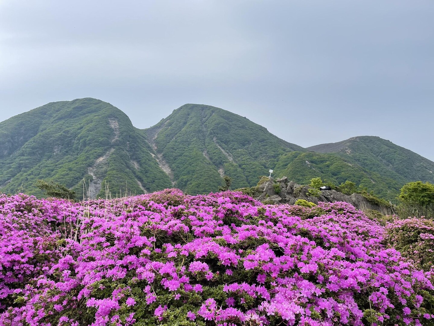 指山 R6.5.22 / FcBanzai!!さんの九重山（久住山）・大船山・星生山の活動日記 | YAMAP / ヤマップ