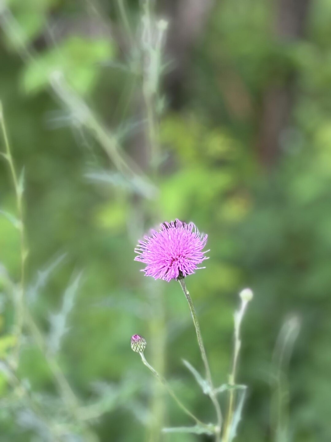 善防山・笠松山 / nori0125さんの加西アルプス・笠松山・善防山の活動データ | YAMAP / ヤマップ