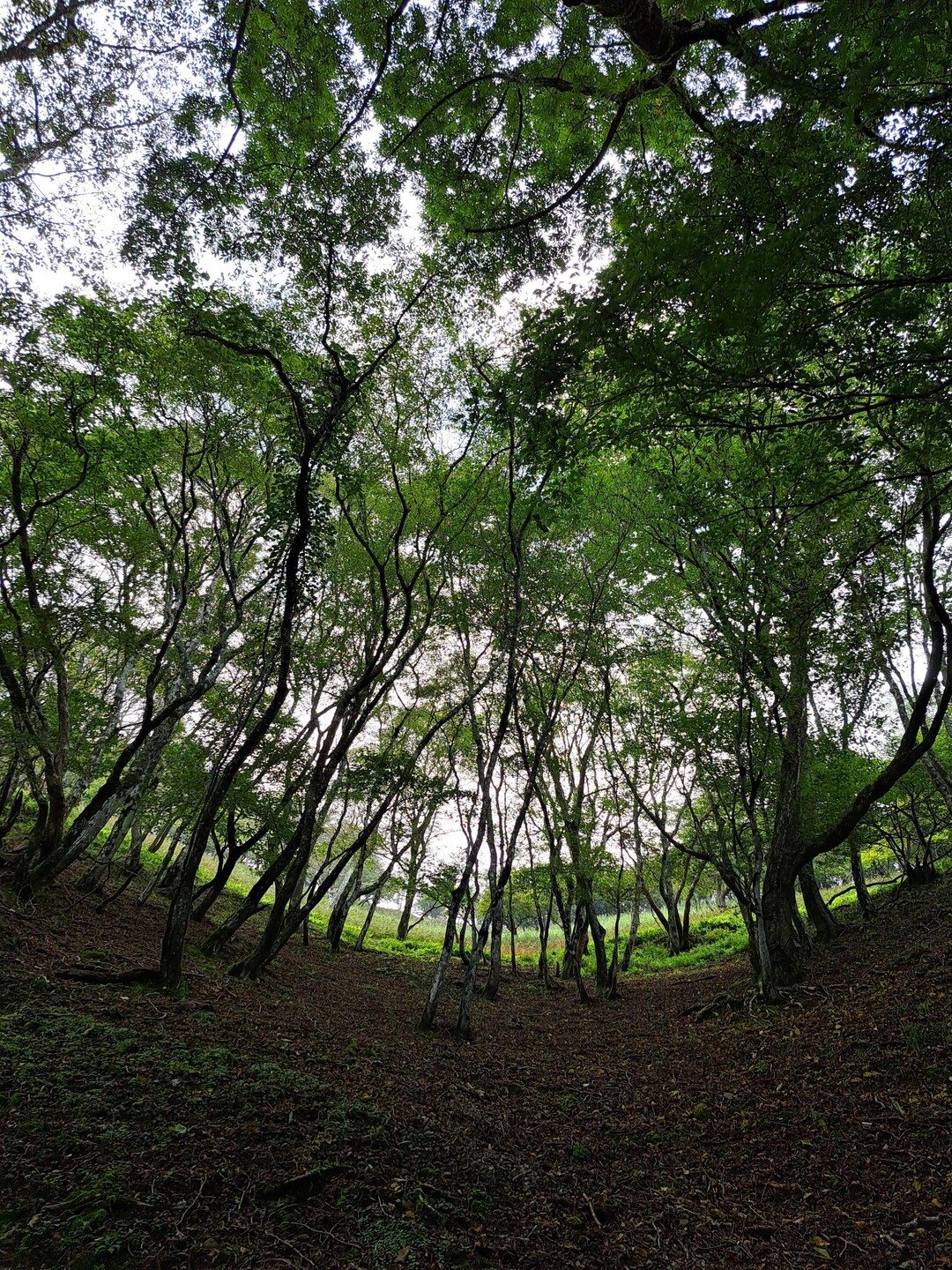 綿向山50 から政子へ連行される / itimiさんの綿向山の活動データ | YAMAP / ヤマップ