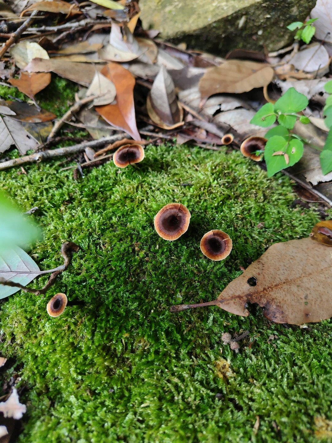 丸ちゃんからの〜？？ / katomicさんの呉娑々宇山・高尾山（広島県）・日浦山の活動データ | YAMAP / ヤマップ