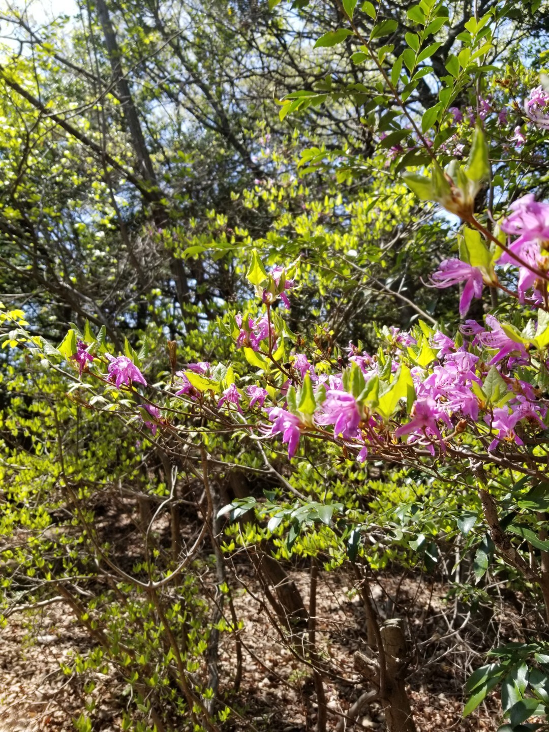 大谷山・道樹山・弥勒山 / rilarilaさんの春日井三山・弥勒山・大谷山・道樹山の活動データ | YAMAP / ヤマップ