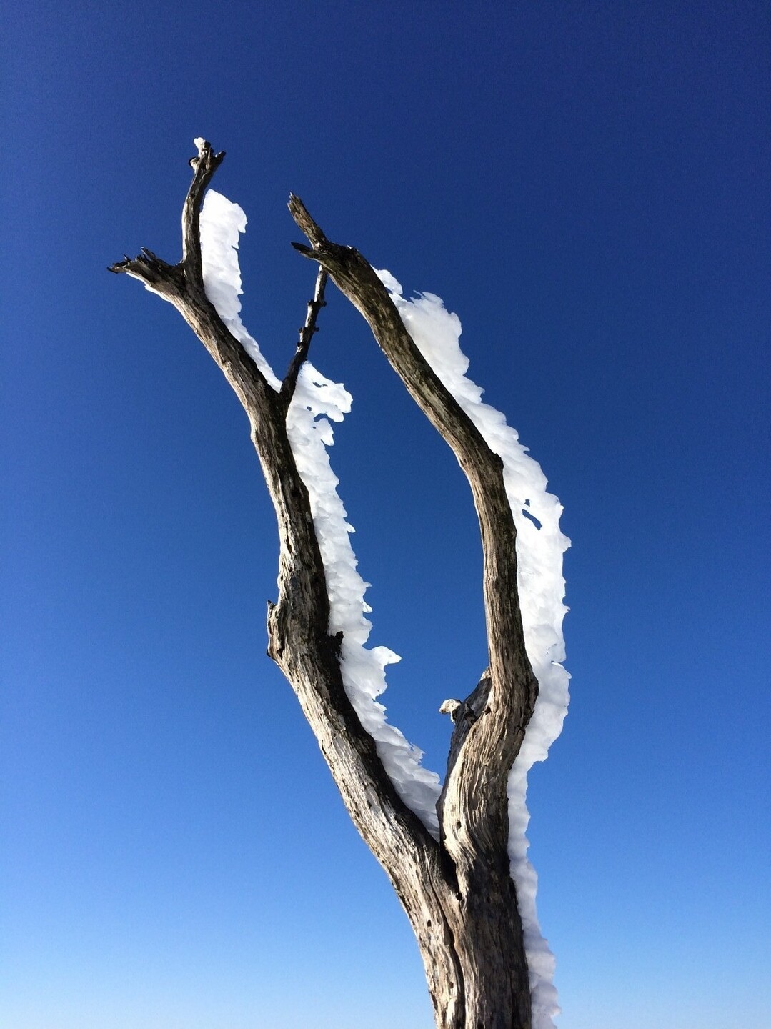 デビュー戦【霊仙山】 / rskさんの霊仙山の活動データ | YAMAP / ヤマップ