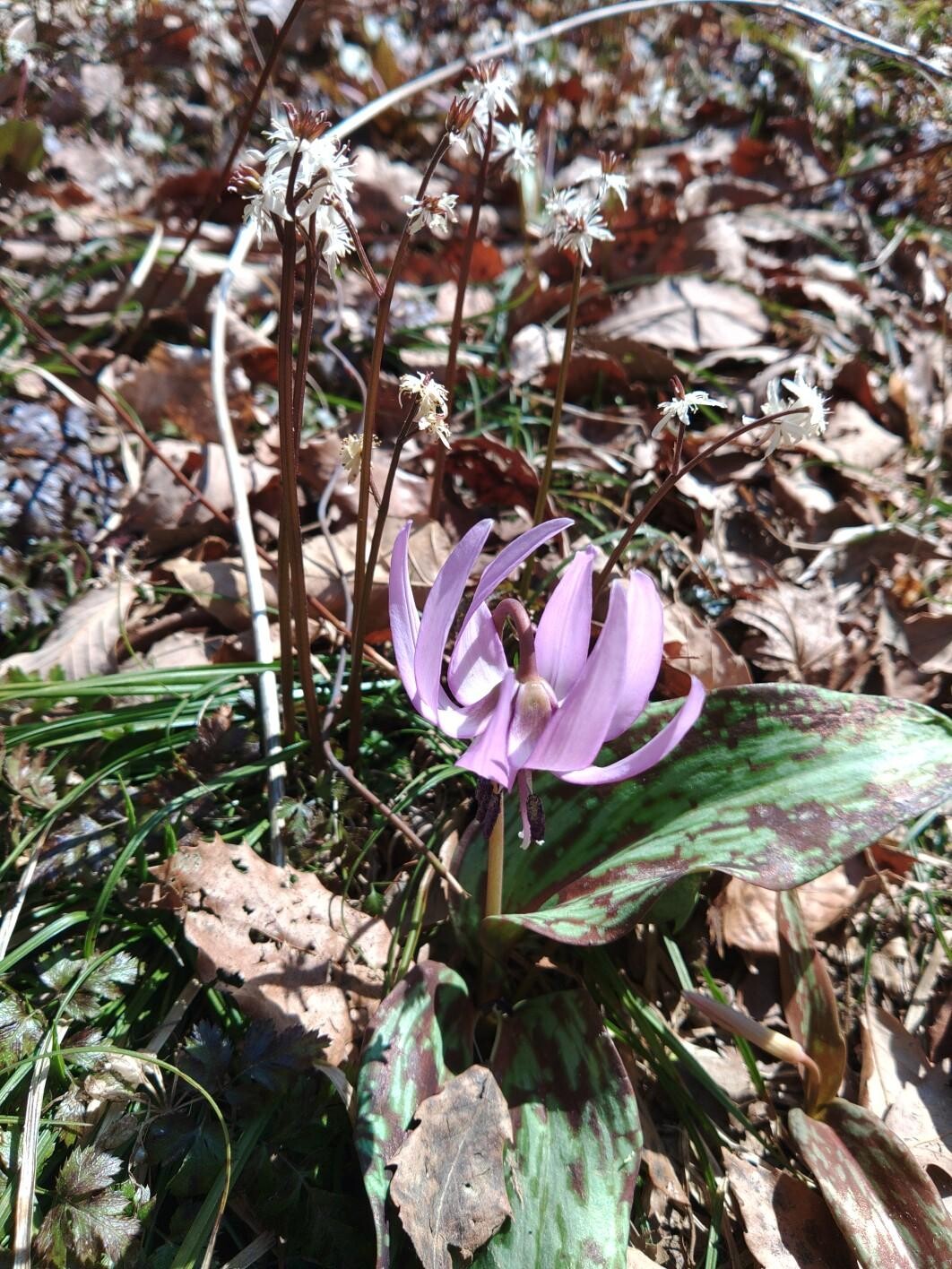 大好きなカタクリの花💕 もちろん母校学... / Daisuke Adachiさんのモーメント | YAMAP / ヤマップ