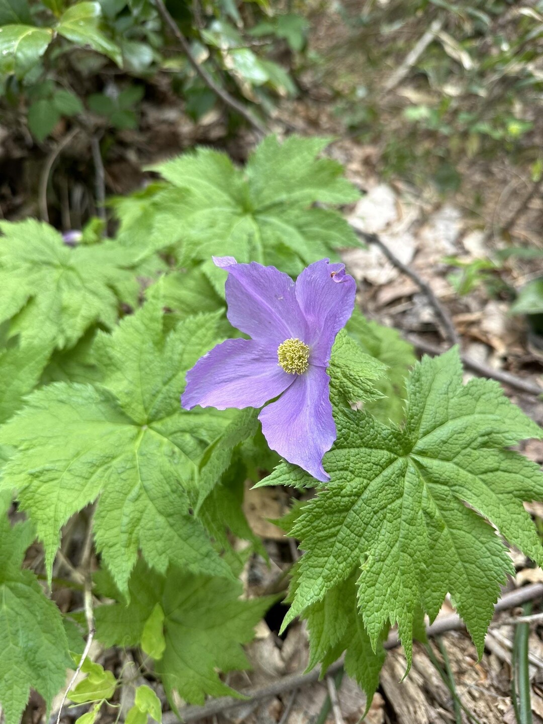 米山 / PJさんの米山の活動データ | YAMAP / ヤマップ