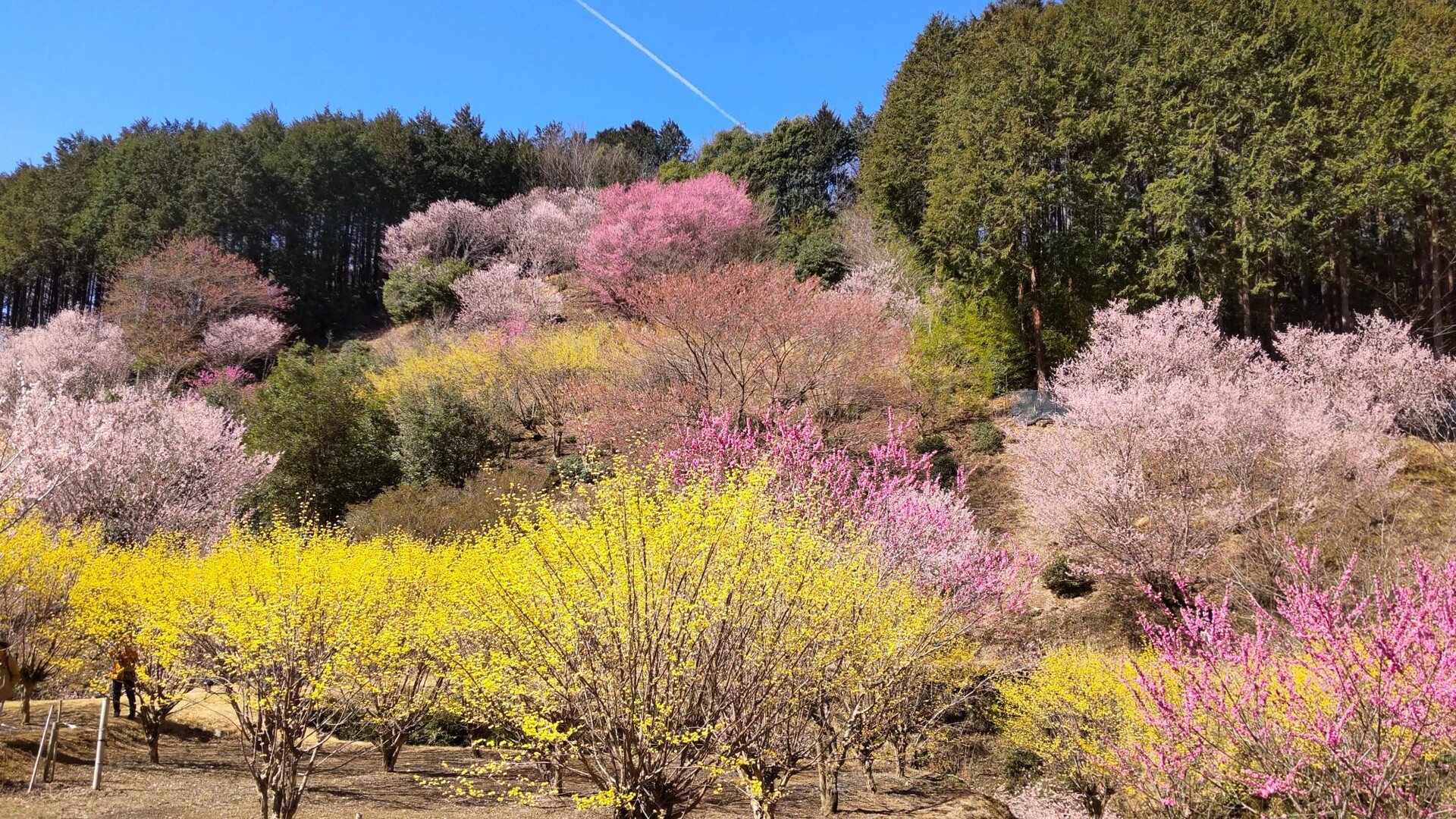 小川町桃源郷～大内沢花桃の郷～寄居の男衾自然公園 / 🍀makokazu🍀さんの官ノ倉山の活動データ | YAMAP / ヤマップ