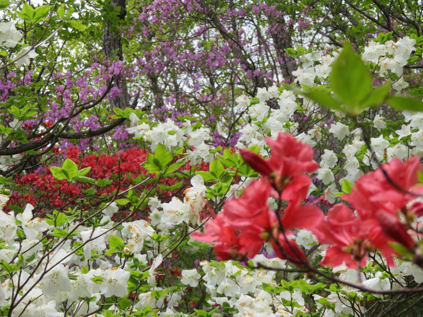 ツツジの海に溺れる🤣ぐんまー伝説 篭山あたり。 / andyさんのヤマノススメ巡礼マップ（赤城山・地蔵岳）の活動データ | YAMAP / ヤマップ