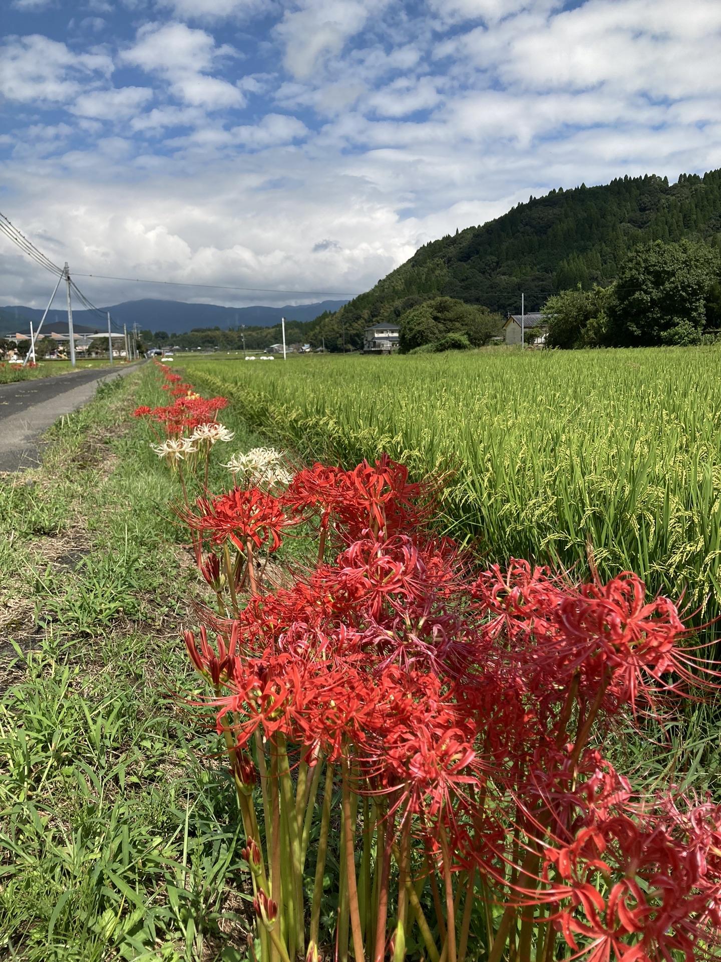 お彼岸 稲穂🌾がこうべを垂れて、... / hideさんのモーメント | YAMAP / ヤマップ