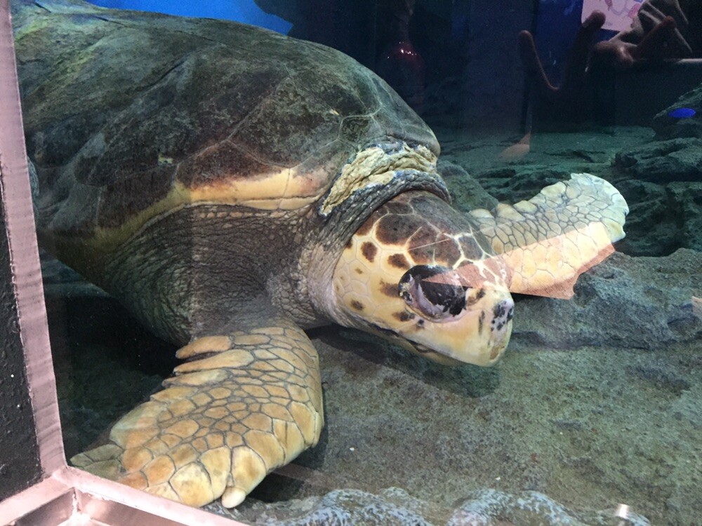 YH18のページ | YAMAP / ヤマップ