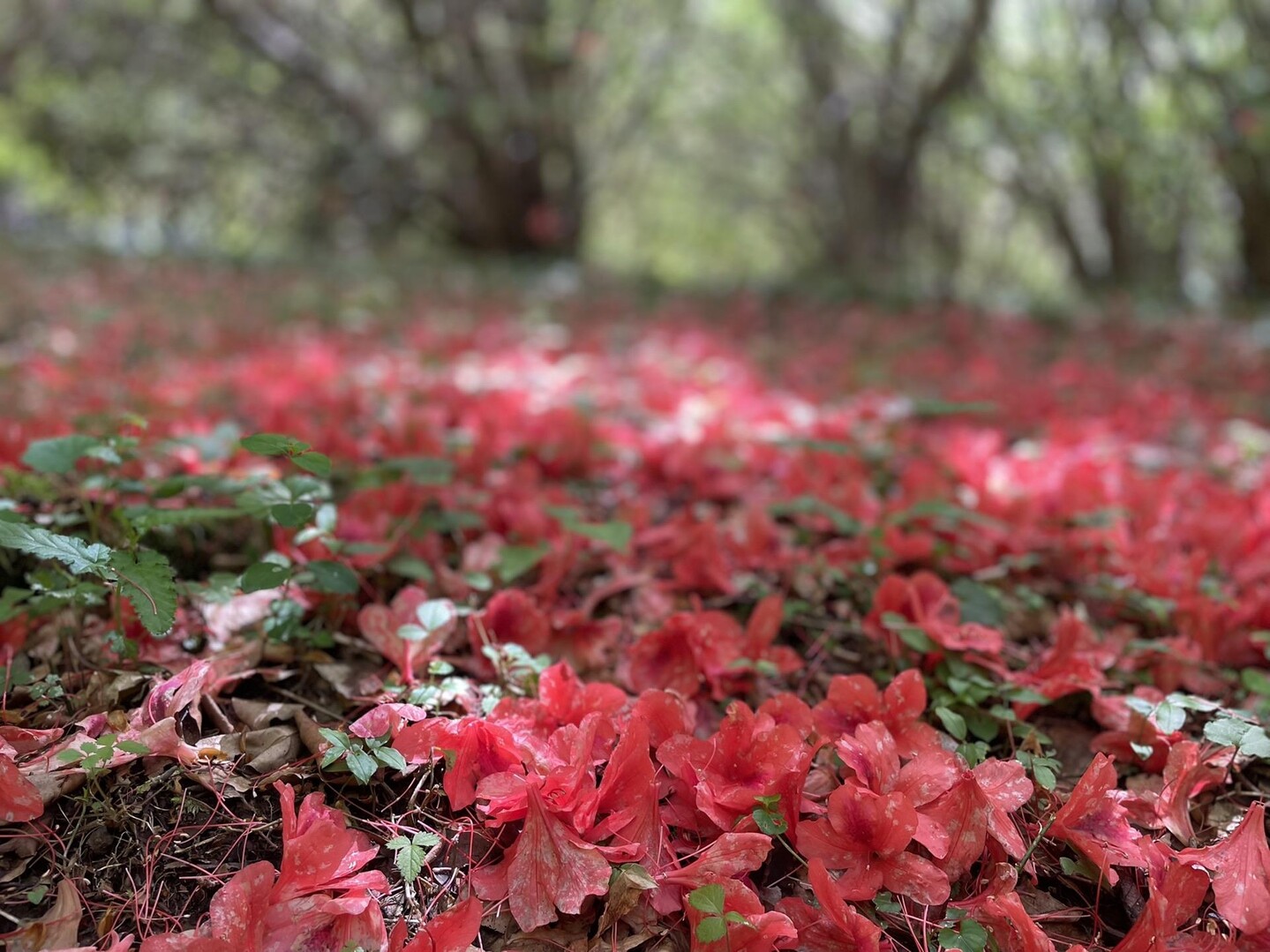 リハビリおこおっつあん / Eriさんの高越山・奥野々山の活動データ | YAMAP / ヤマップ