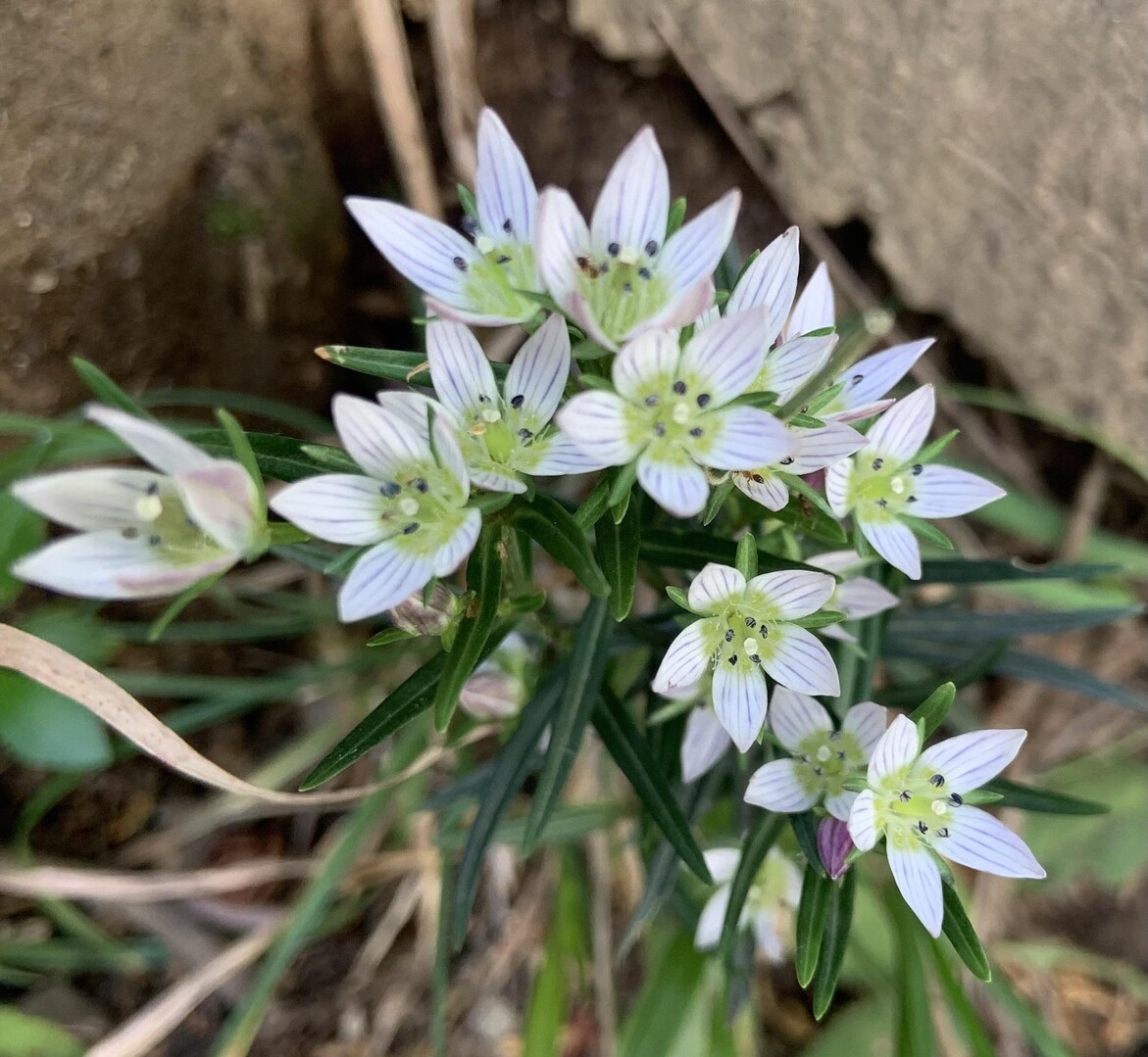 センブリが満開😊 / akkoさんの高尾山・陣馬山・景信山の活動日記 | YAMAP / ヤマップ