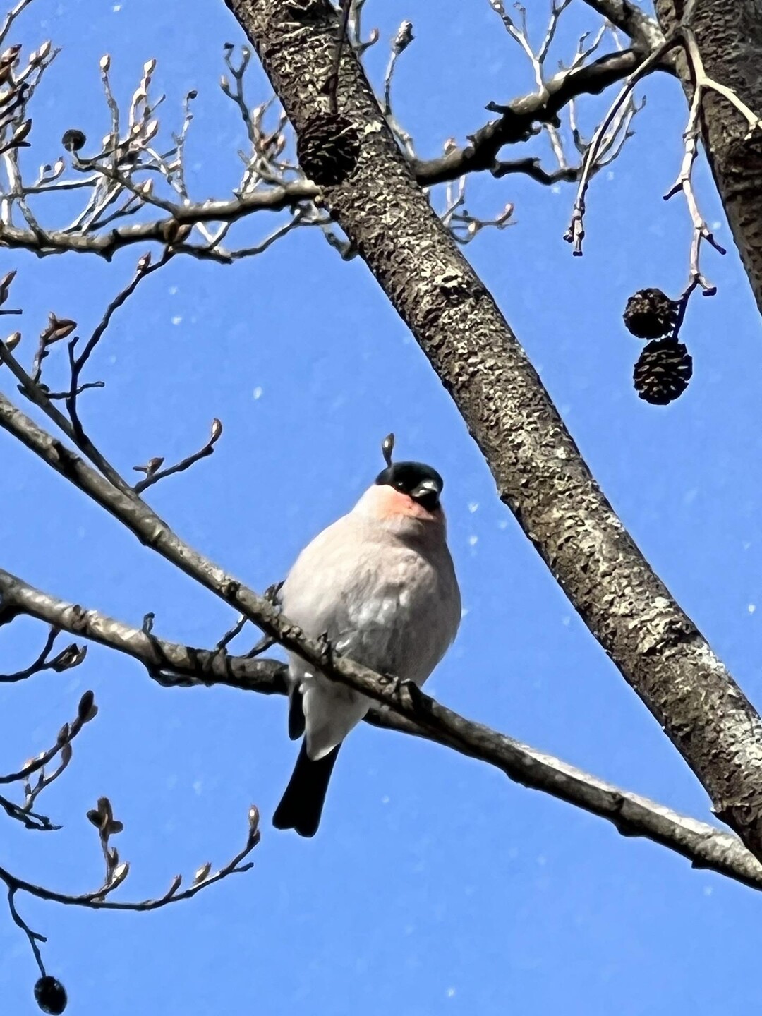 火起山・竈山・鍋割山 / MAYUPさんのヤマノススメ巡礼マップ（赤城山・地蔵岳）の活動データ | YAMAP / ヤマップ