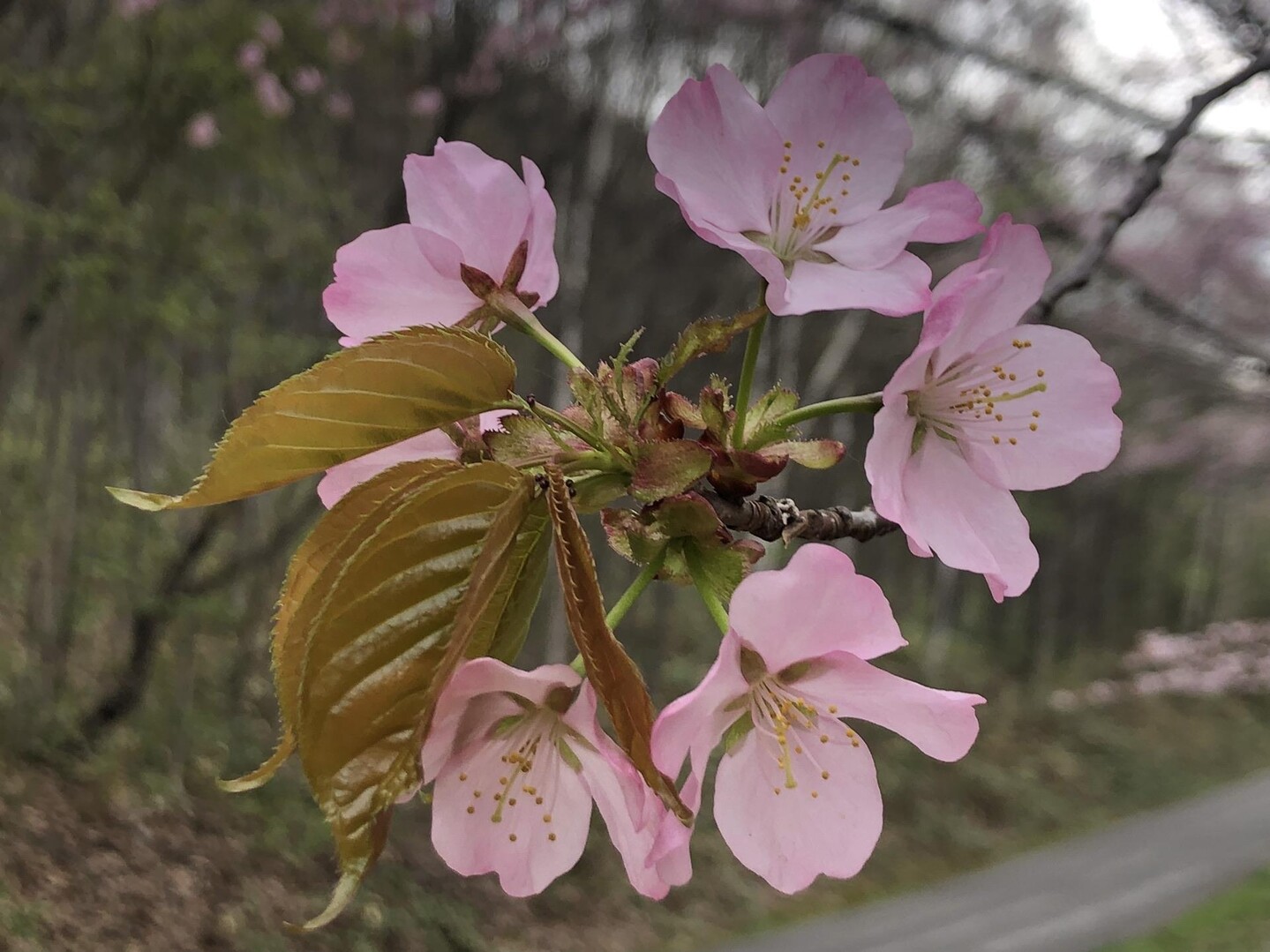 旭川の今年の桜開花🌸4月24日でした。... / mappyさんのモーメント | YAMAP / ヤマップ