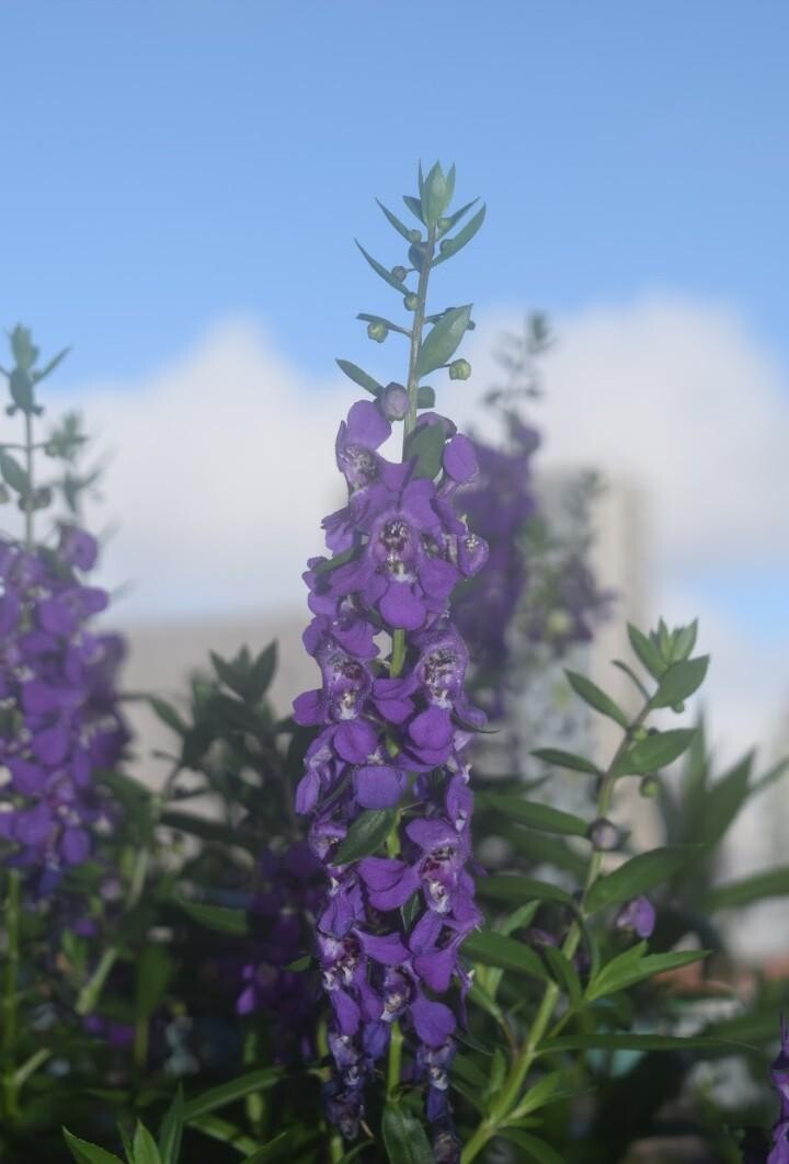 アンゲロニア💠 花言葉は、「過去の恋人... / hiroさんのモーメント | YAMAP / ヤマップ