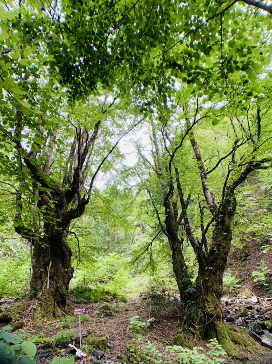 蘇武岳⛰登りました~🎶 / Ma-⁂さんの蘇武岳の活動日記 | YAMAP / ヤマップ