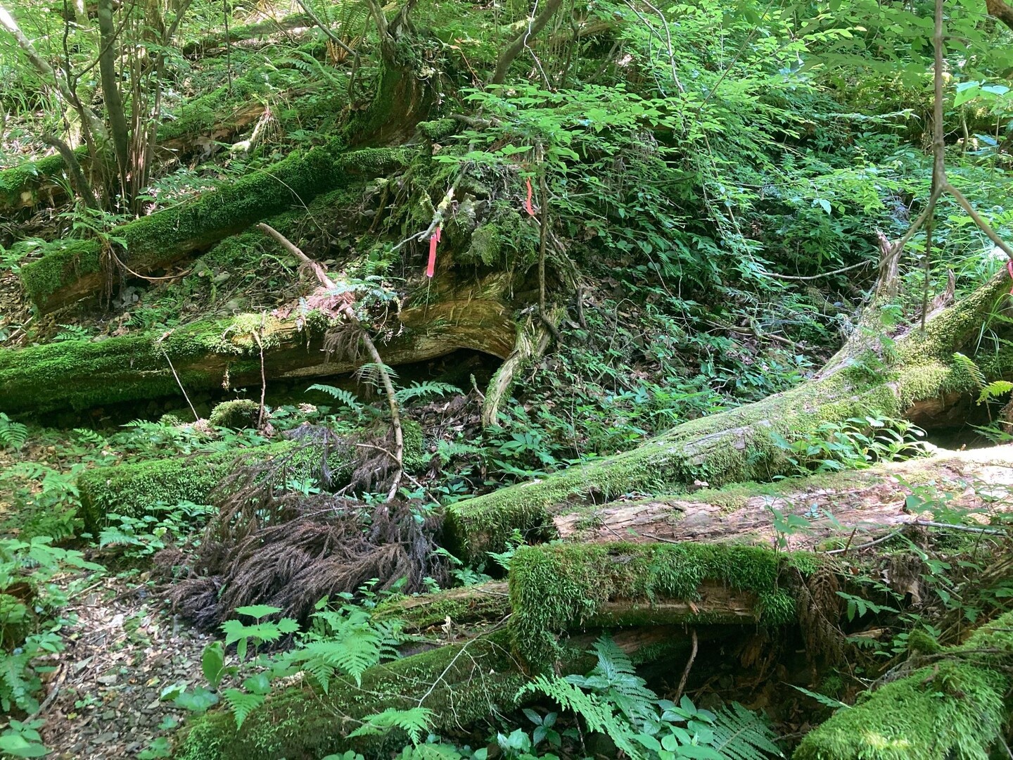 Non-dayさんの投稿したフィールドメモ | YAMAP / ヤマップ