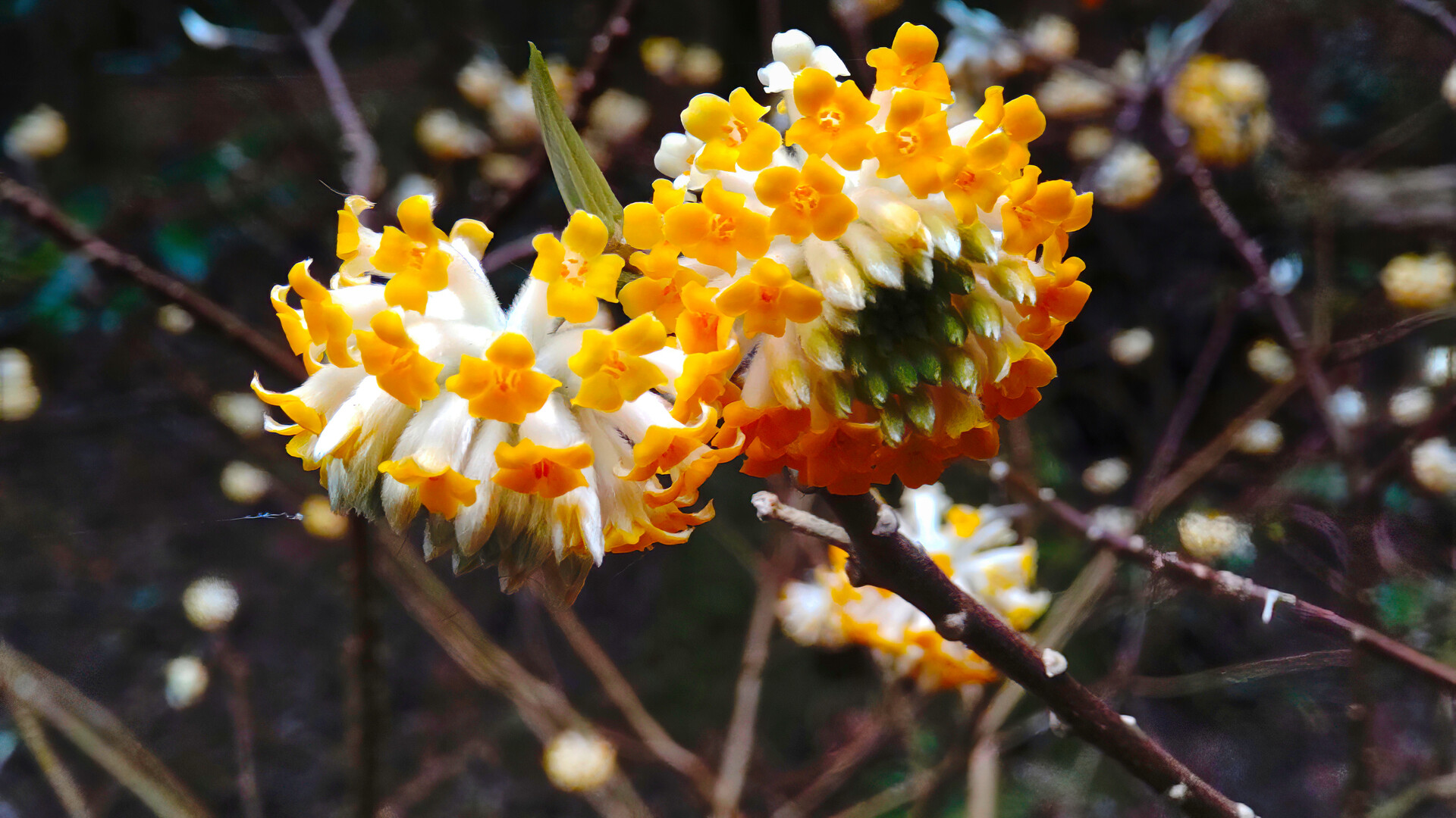 壮健強靱・・・札束に！ 香りも心地... / sin358さんのモーメント | YAMAP / ヤマップ