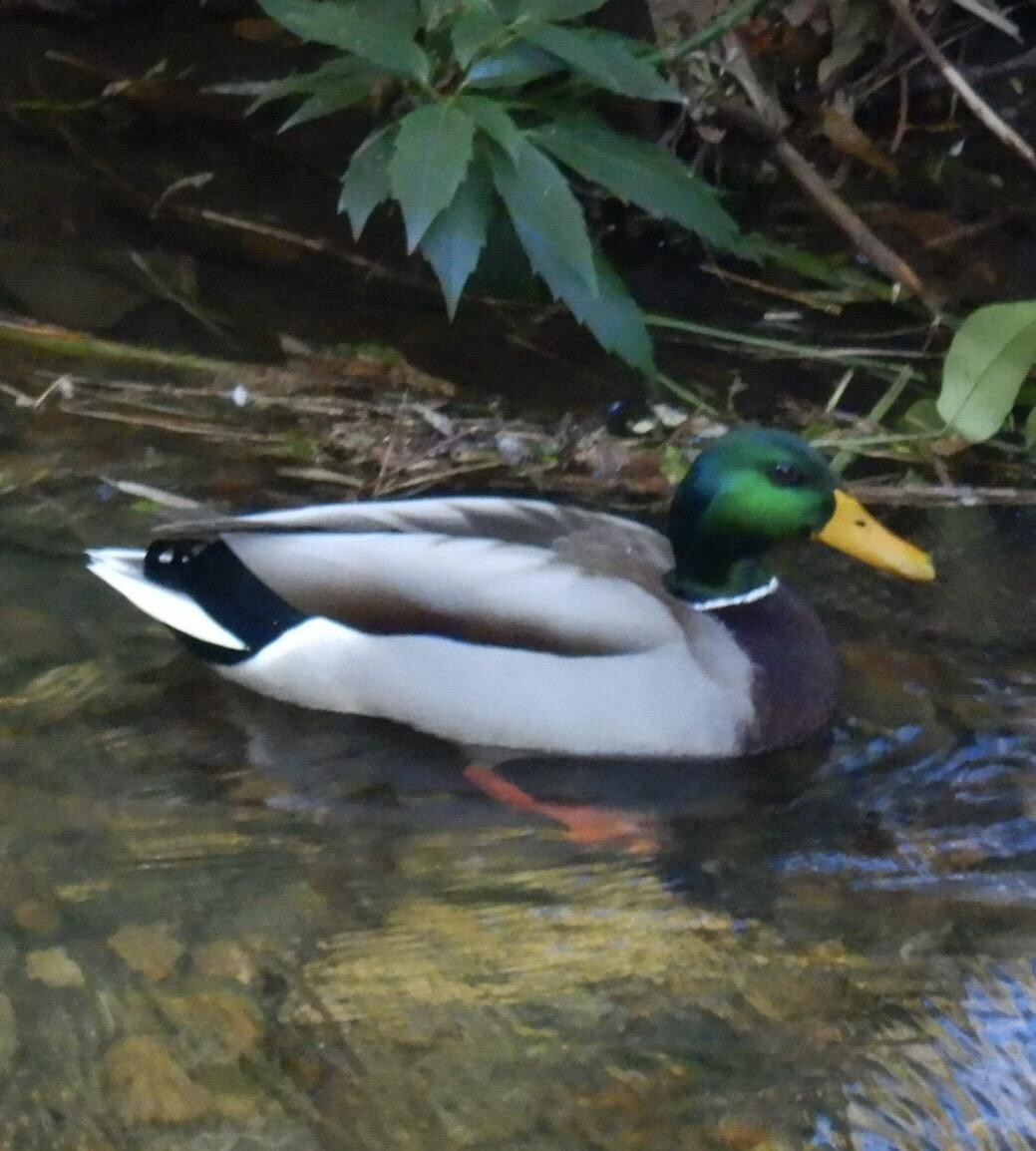 智光山公園 園内水路で極秘行動😅 この... / ken-3さんのモーメント | YAMAP / ヤマップ