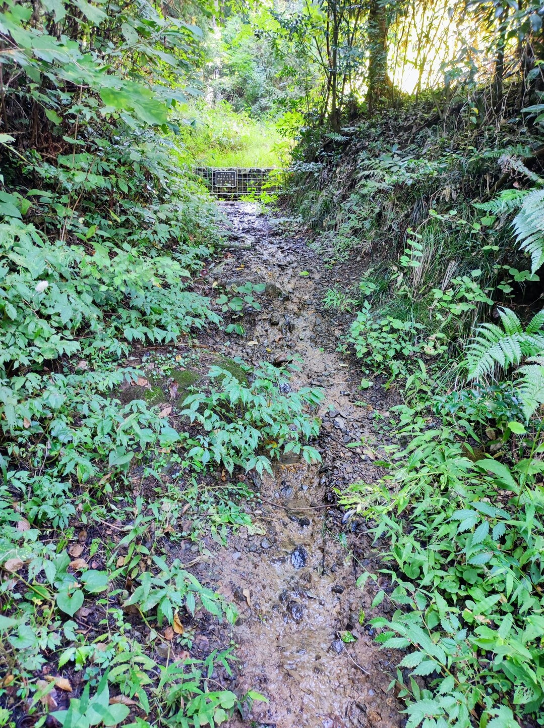 mappyさんの投稿したフィールドメモ | YAMAP / ヤマップ